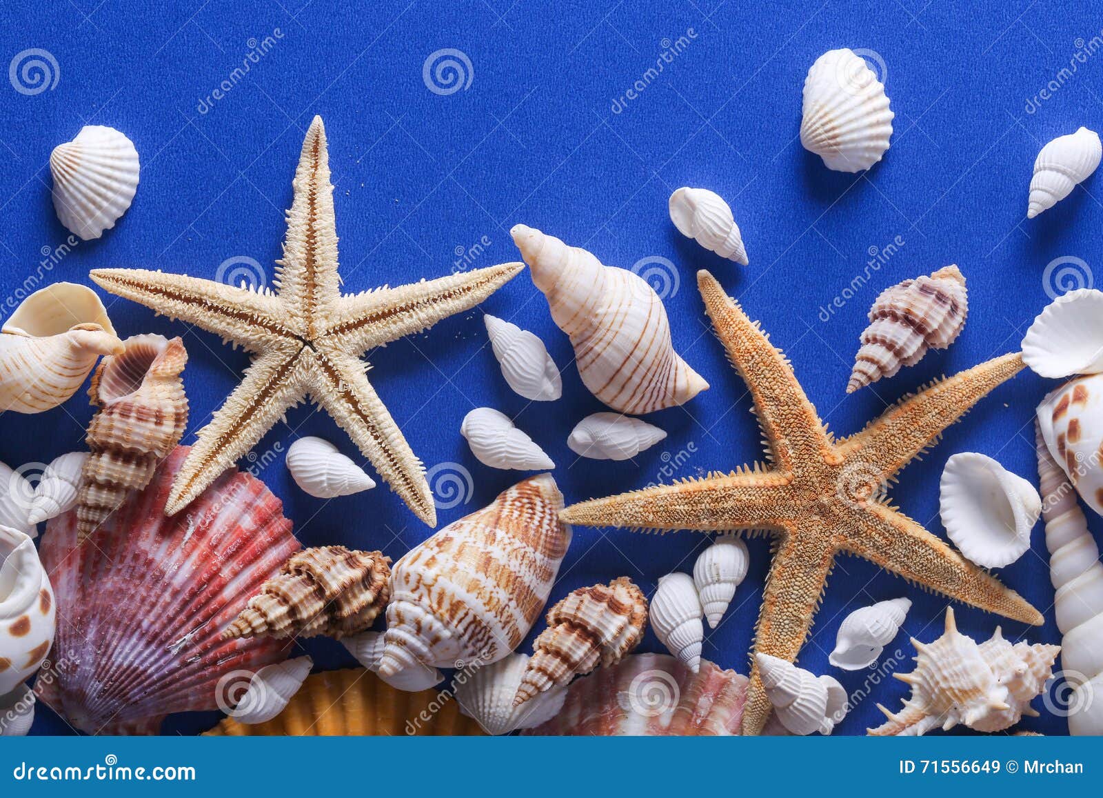 Beautiful Seashell On Blue Wooden Background, Close Up View Of Scallop ...