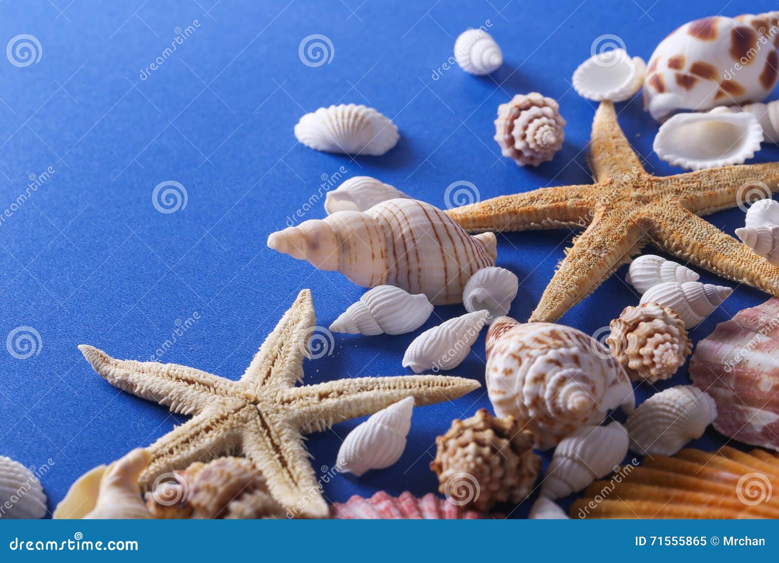 Beautiful Seashell Background Patterns That Are Combined In Many Ways ...