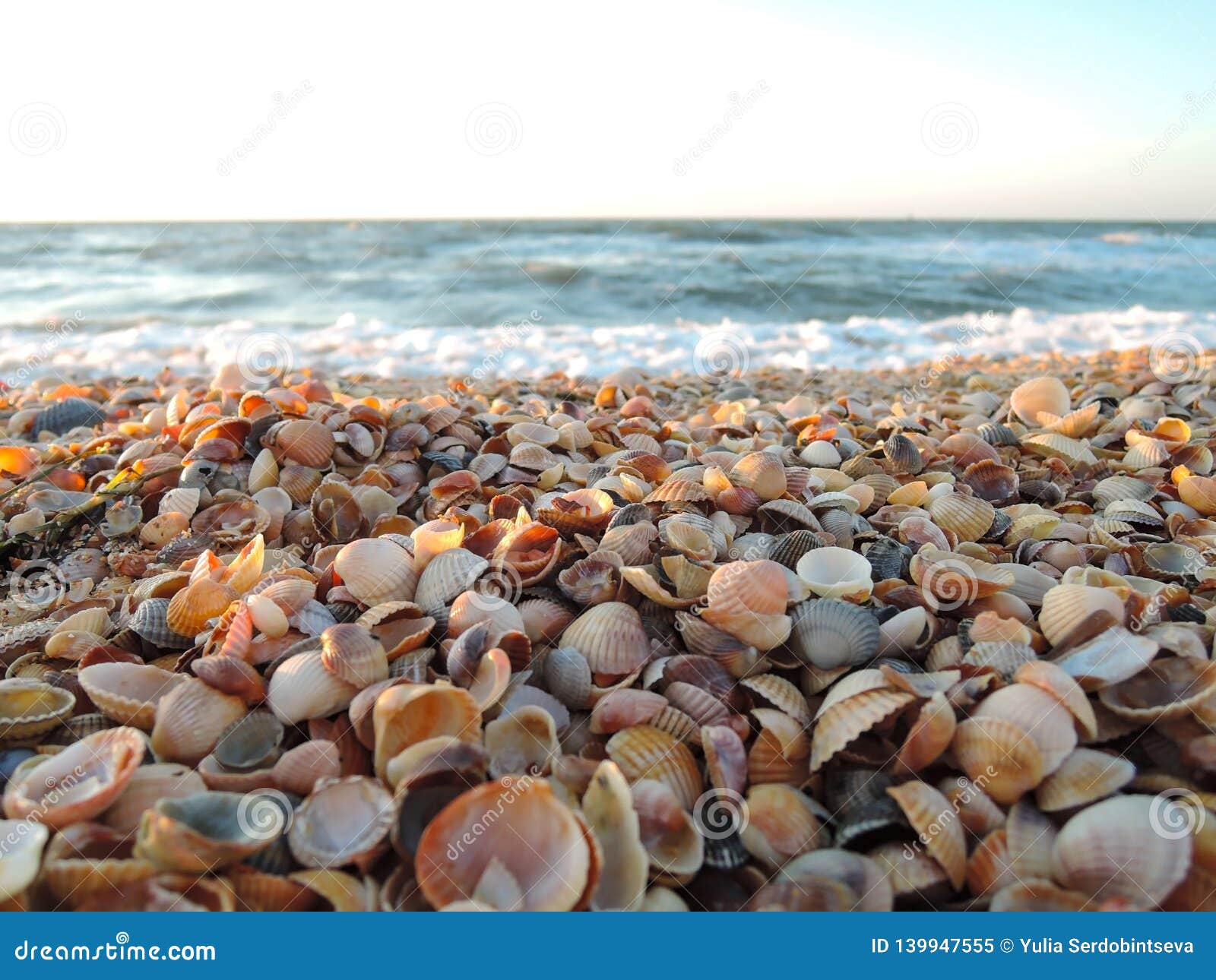Beautiful Seashell Beach at Sunset by the Sea Stock Image - Image of ...