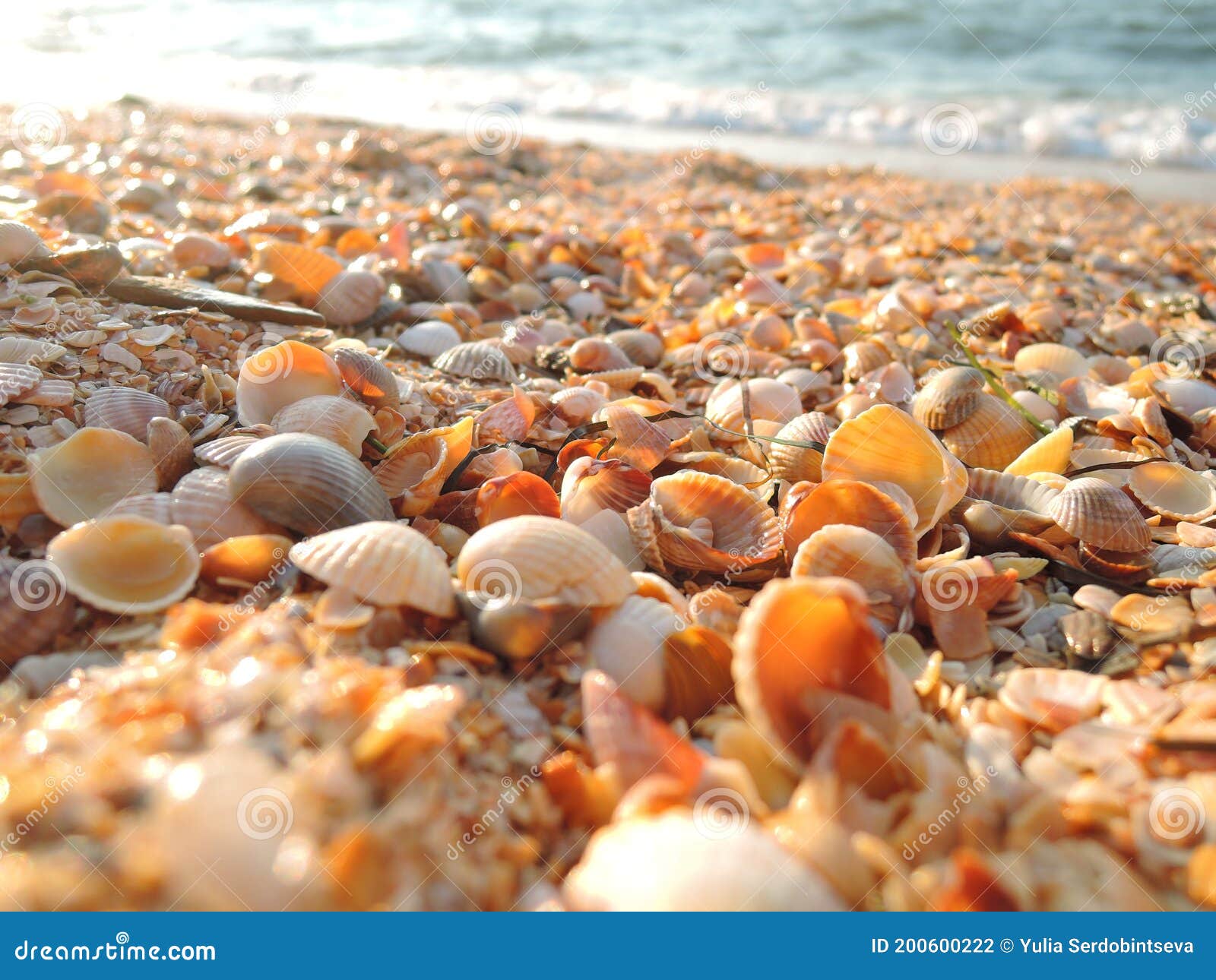 Beautiful Seashell Beach at Sunset by the Sea Stock Photo - Image of ...
