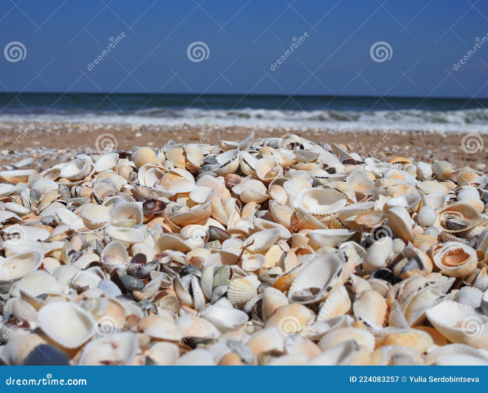 Beautiful Seashell Beach at Sunset by the Sea Stock Image - Image of ...