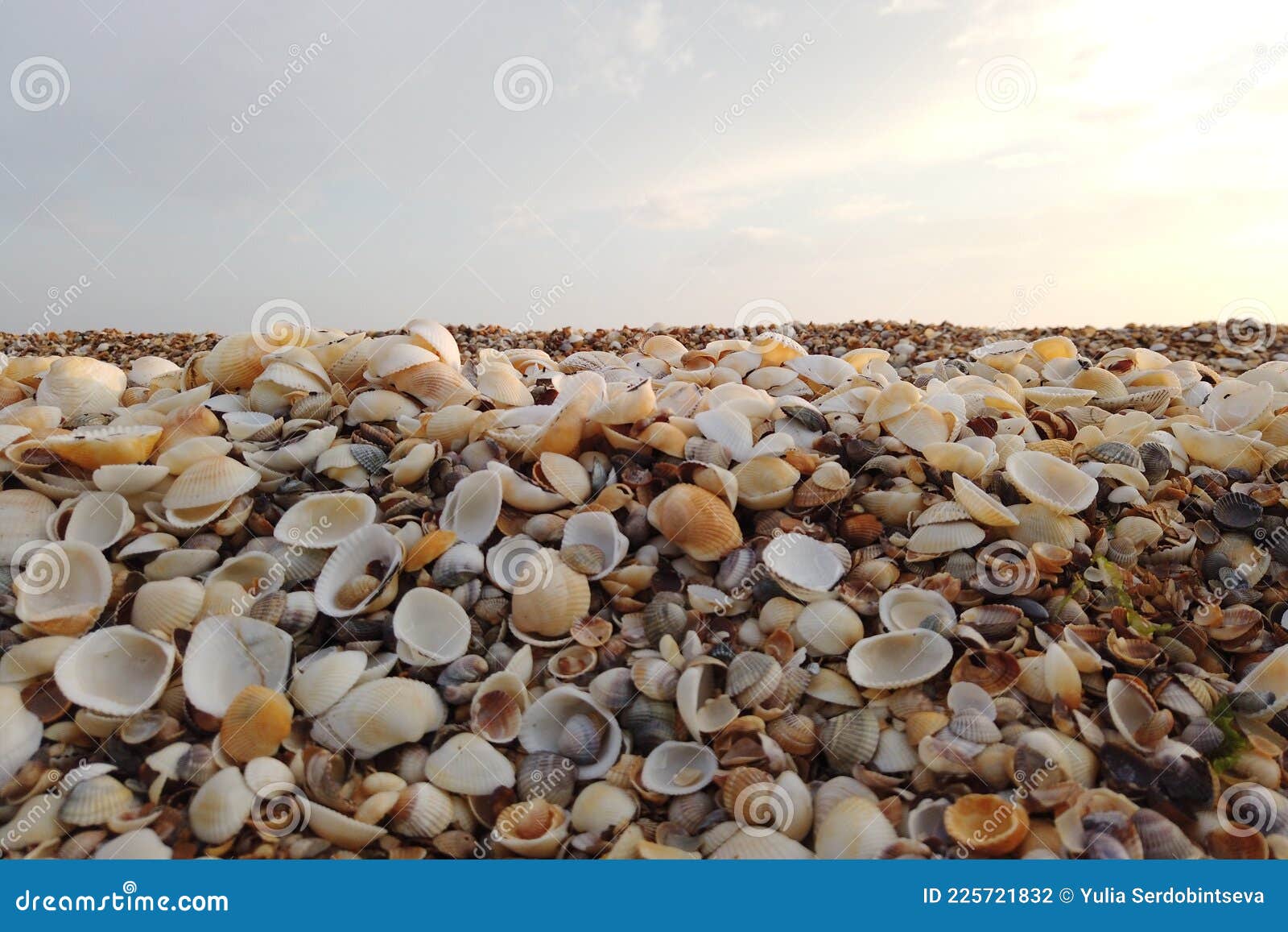 Beautiful Seashell Beach at Sunset by the Sea Stock Photo - Image of ...