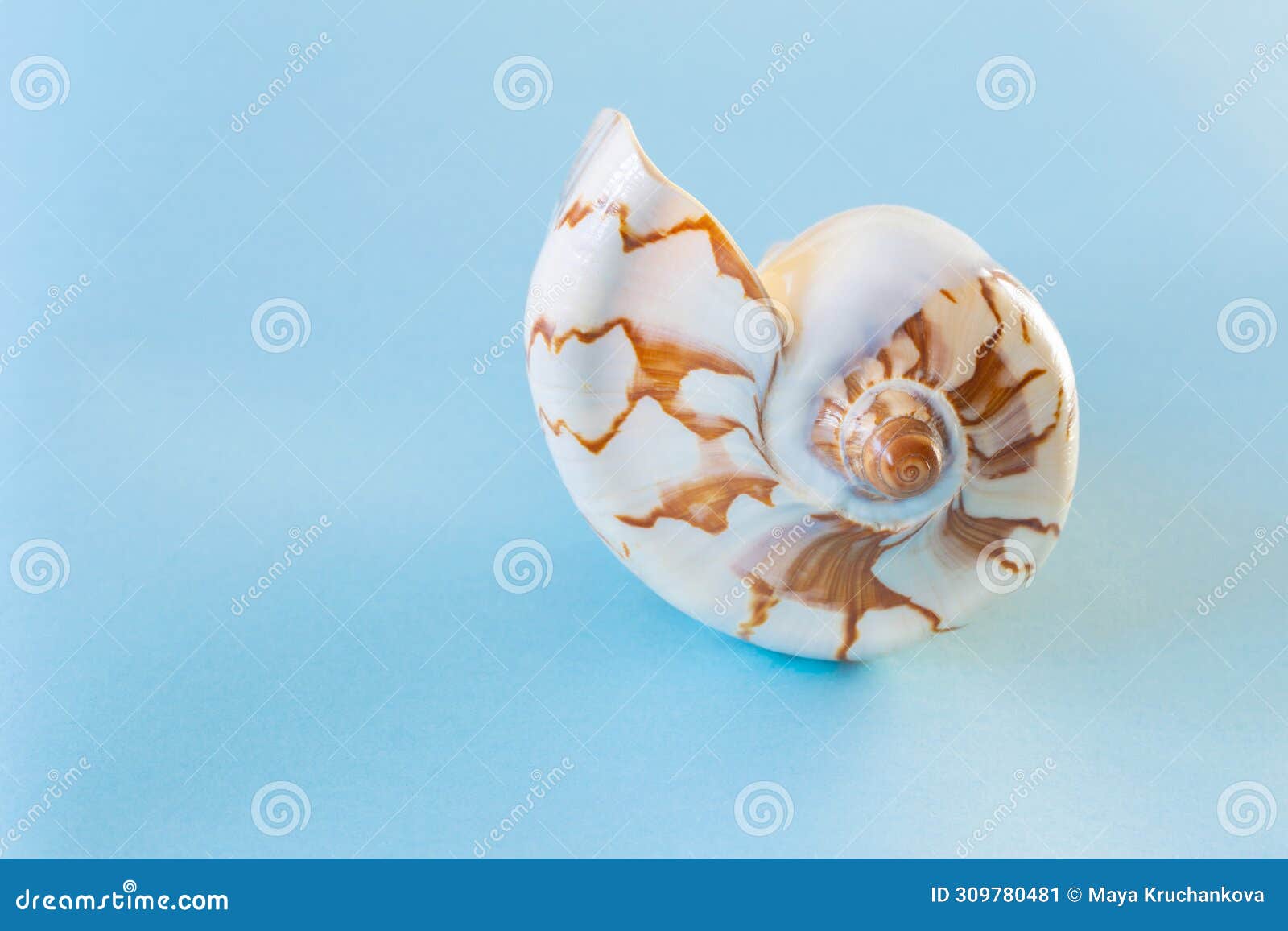 Beautiful Seashell on Blue Background Stock Image - Image of frame ...