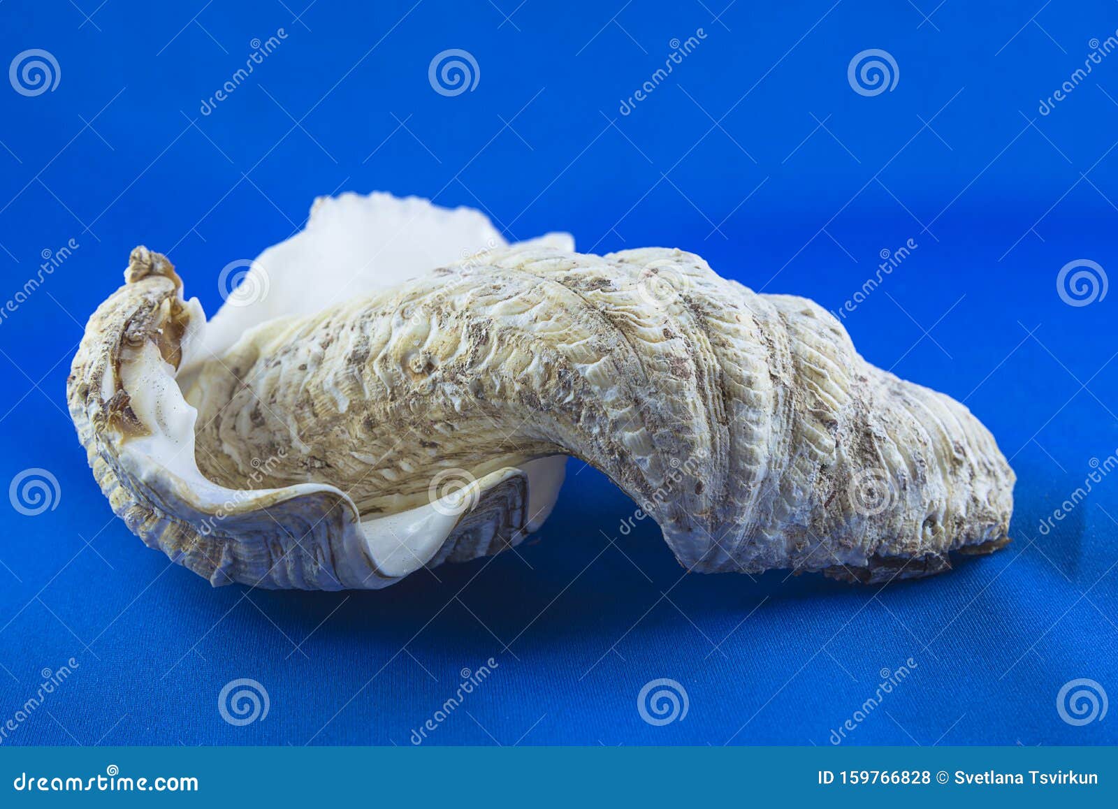 Beautiful Seashell on the Blue Background Stock Photo - Image of object ...
