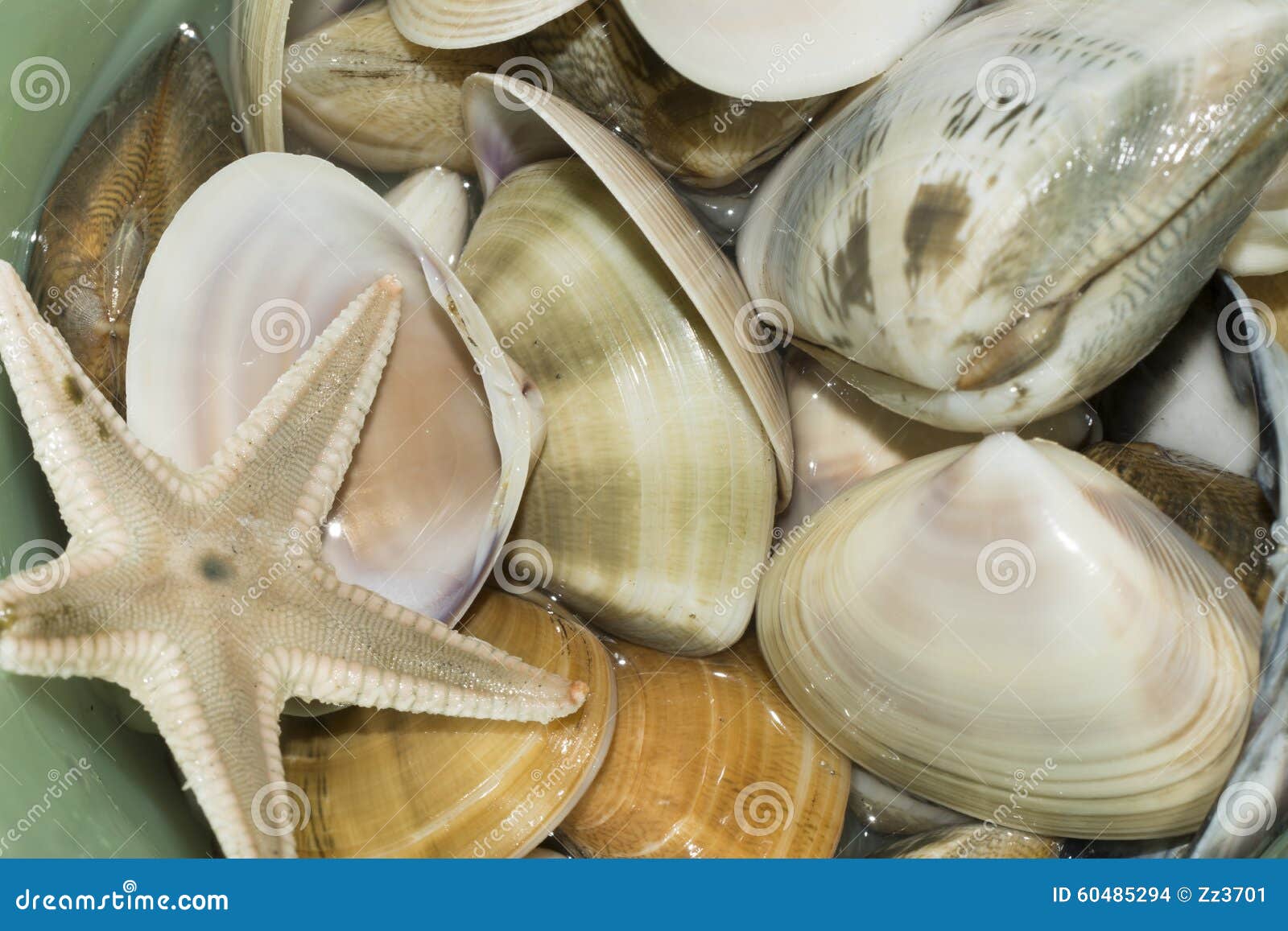 Beautiful seashell stock photo. Image of france, fish - 60485294