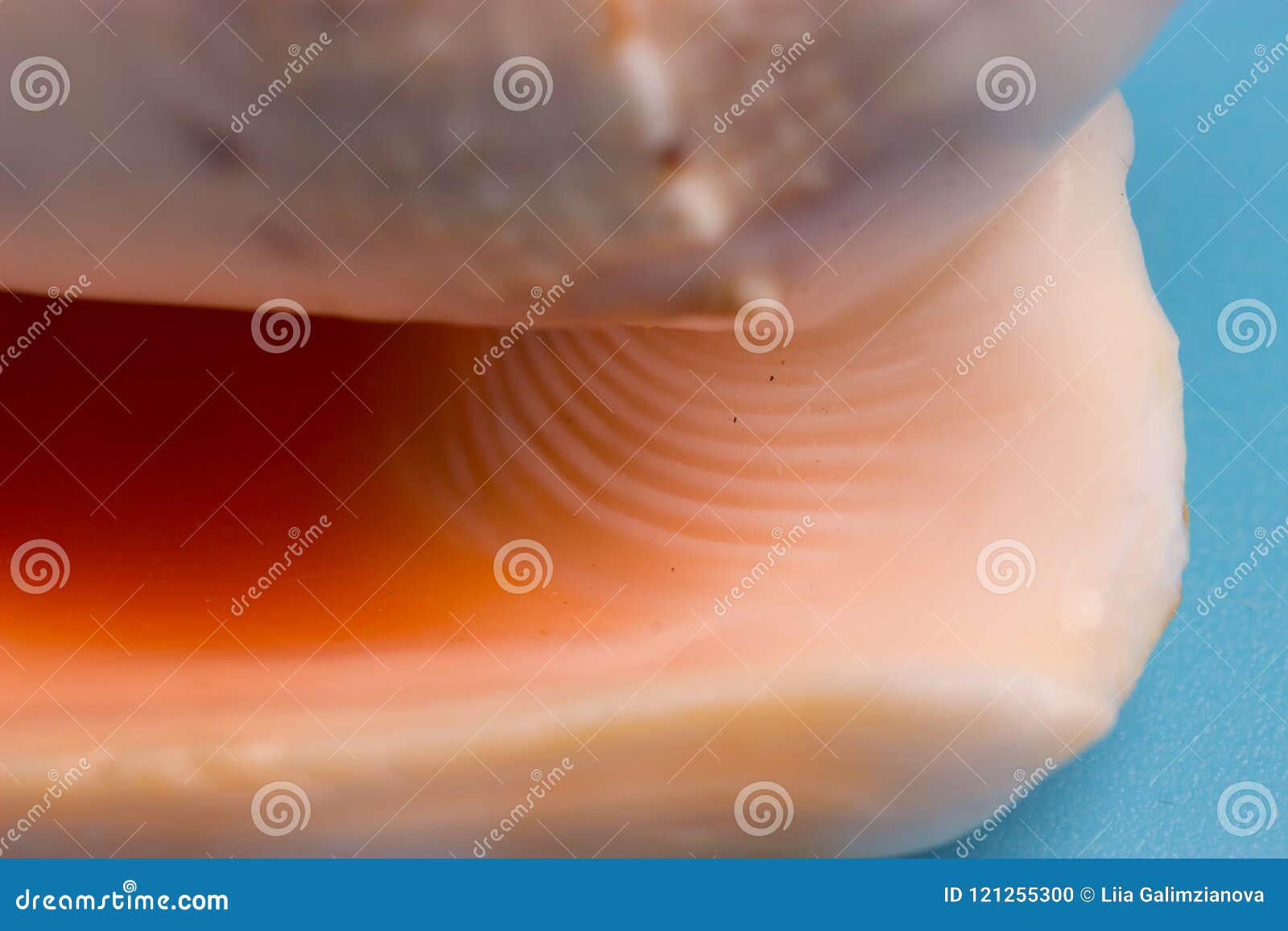 Beautiful Seashell Close Up Stock Photo - Image of echinoderm, empty ...