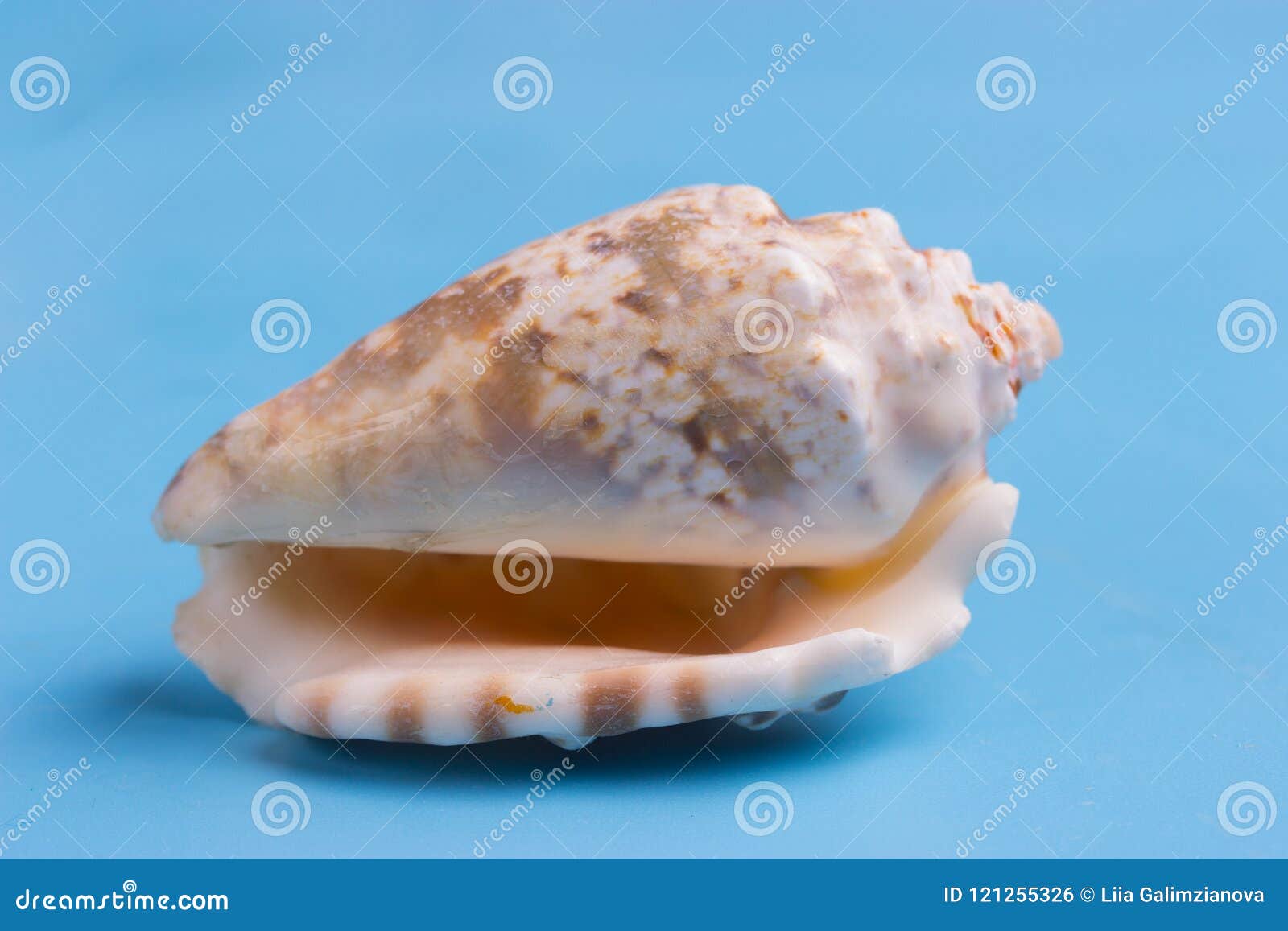 Beautiful Seashell Close Up Stock Photo - Image of coast, island: 121255326
