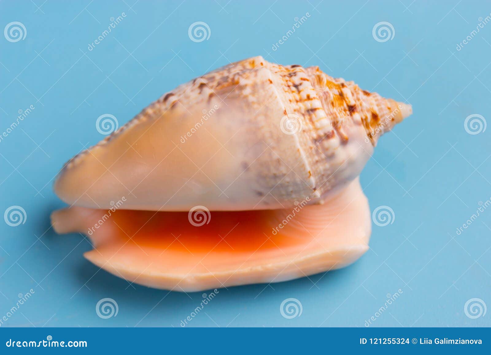 Beautiful Seashell Close Up Stock Photo - Image of oceanic, natural ...