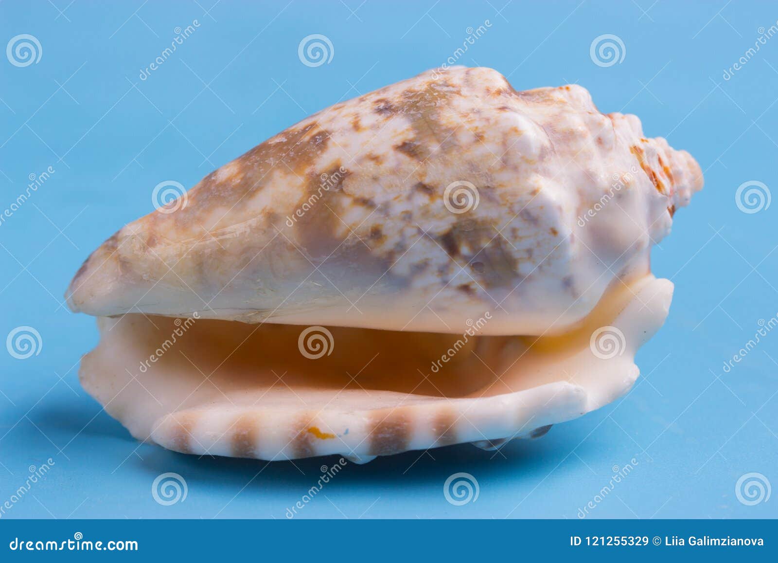 Beautiful Seashell Close Up Stock Image - Image of animal, close: 121255329