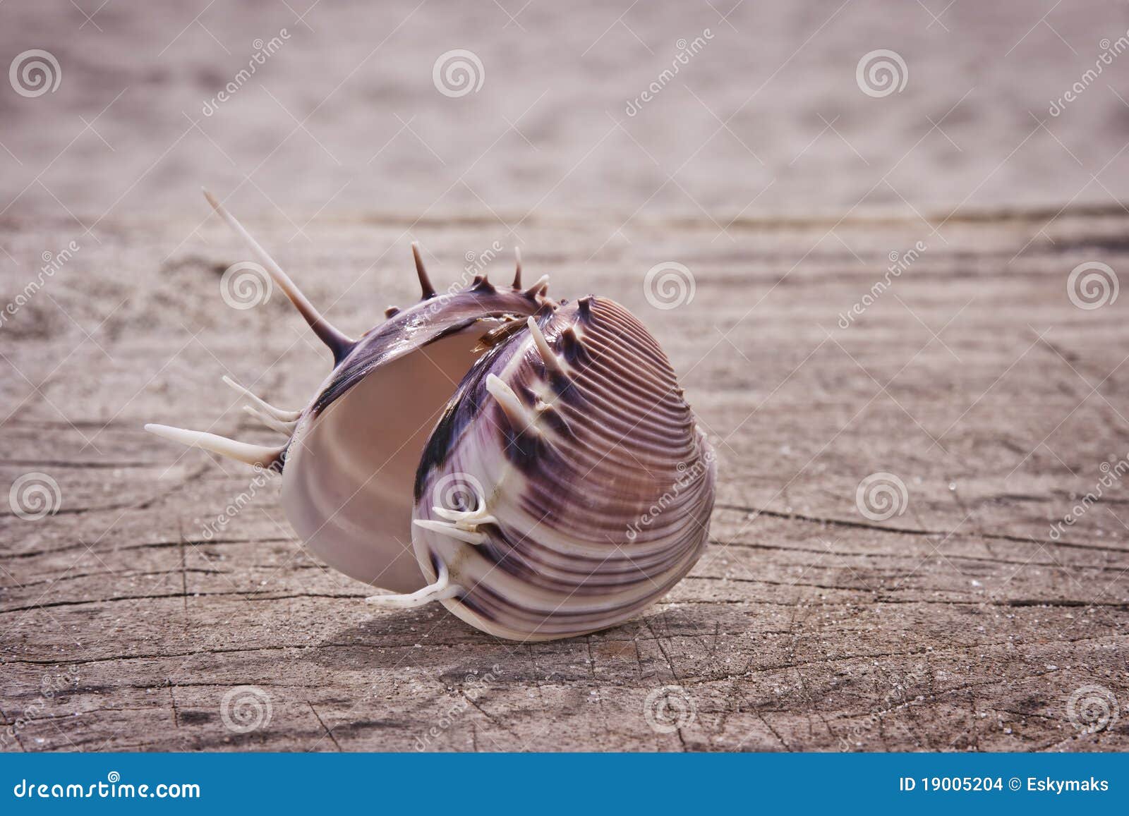 Beautiful Seashell Closeup. Stock Photo - Image of seashore, leisure ...