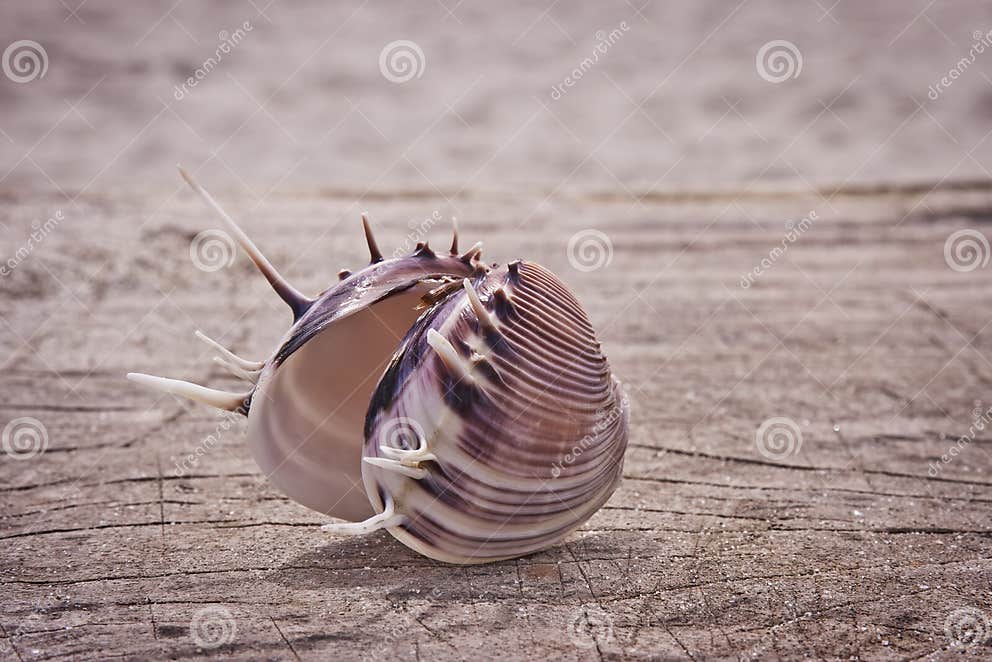 Beautiful Seashell Closeup. Stock Photo - Image of seashore, leisure ...