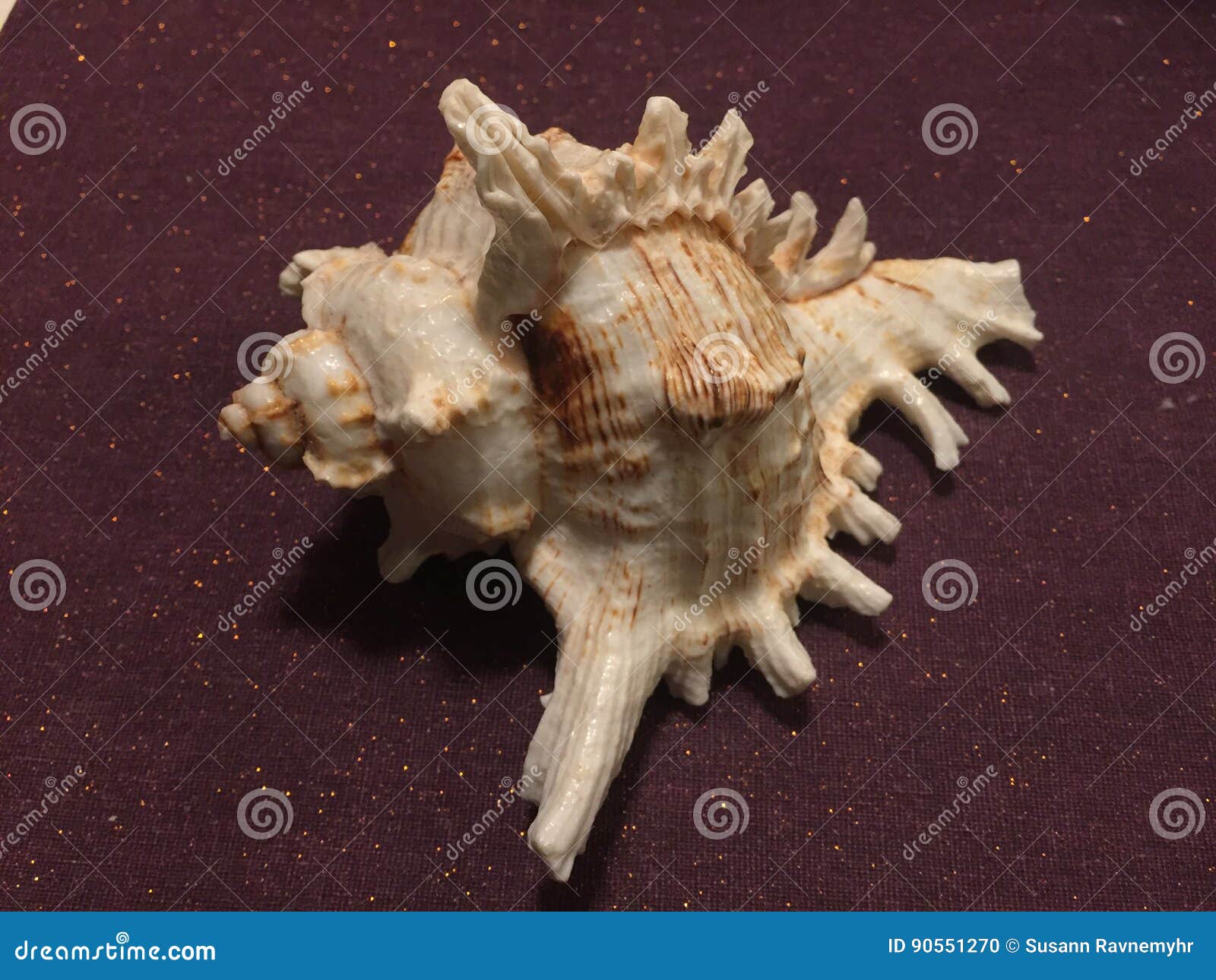 Beautiful seashell stock photo. Image of nature, suvenire - 90551270