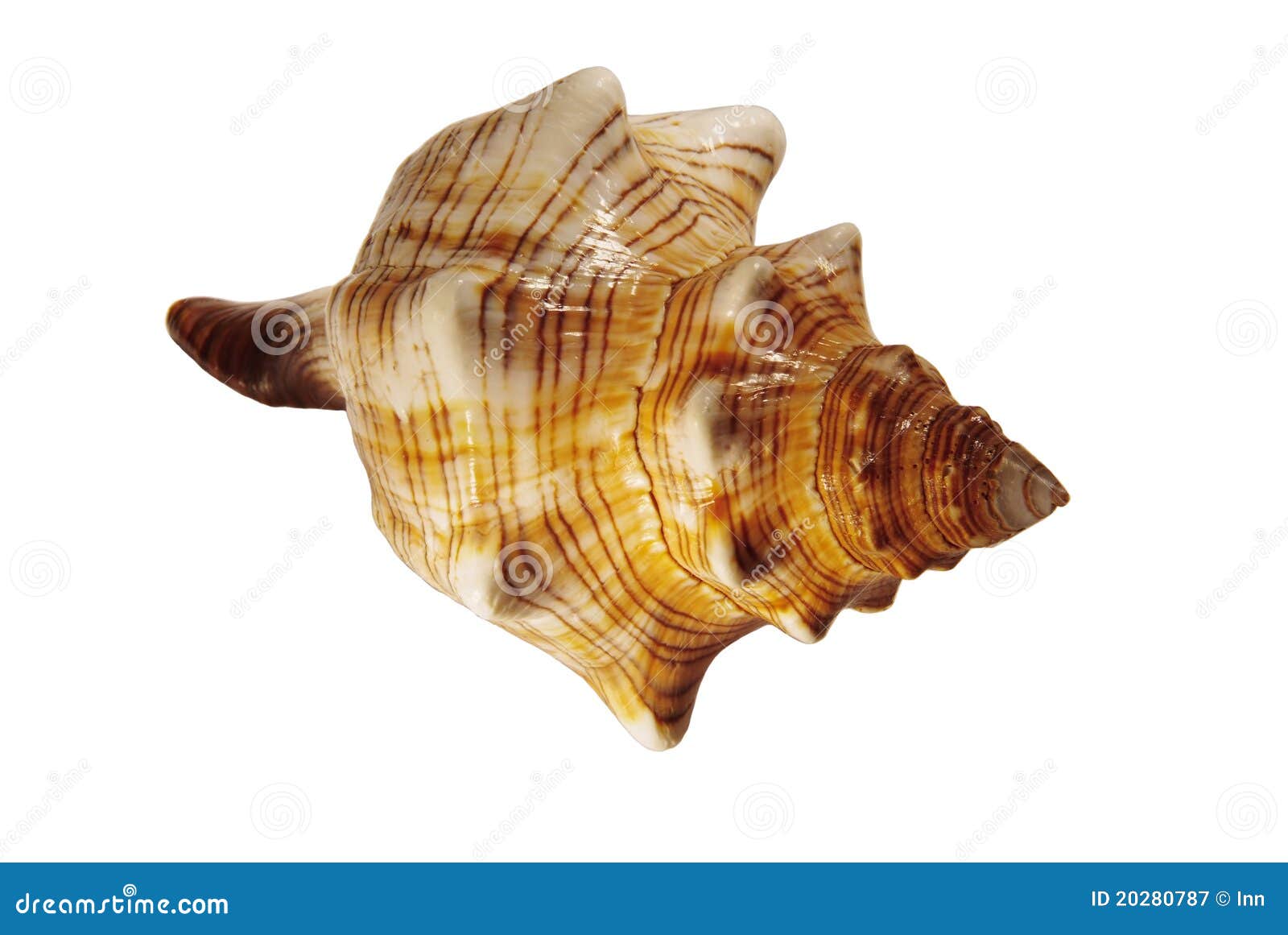 Beautiful Seashell On Blue Wooden Background, Close Up View Of Scallop ...