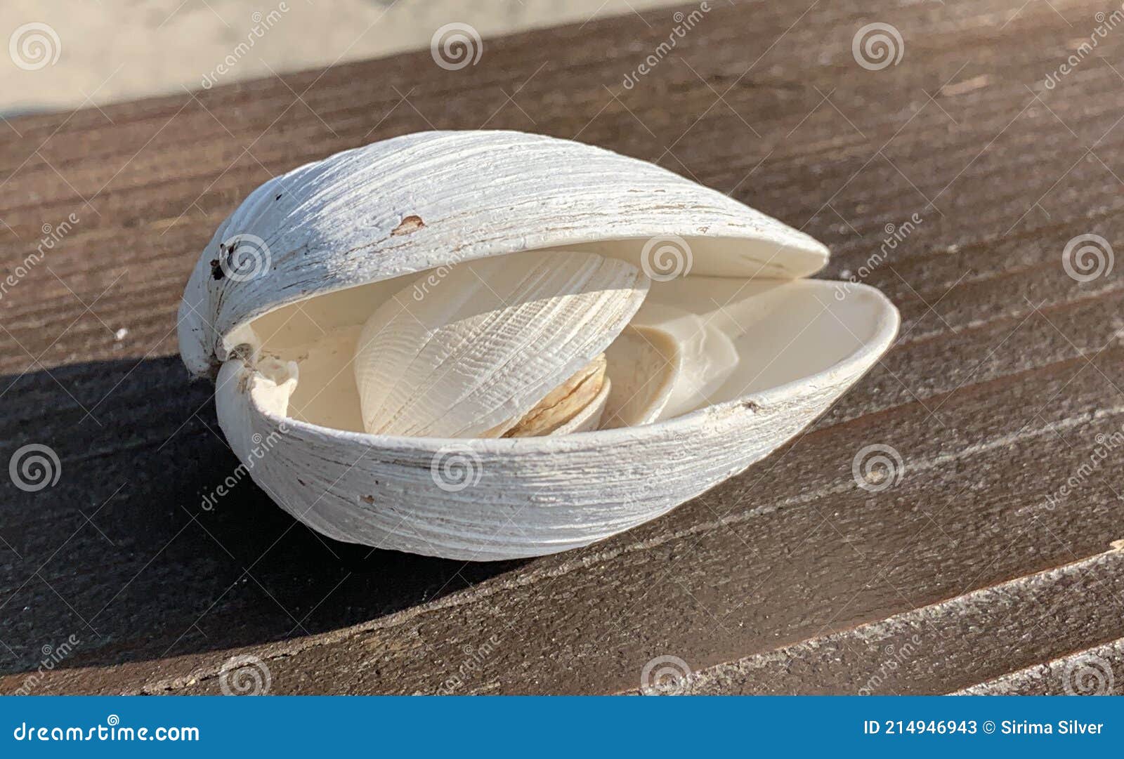 Beautiful Small Seashell Inside a Bigger Shell. Stock Image - Image of ...