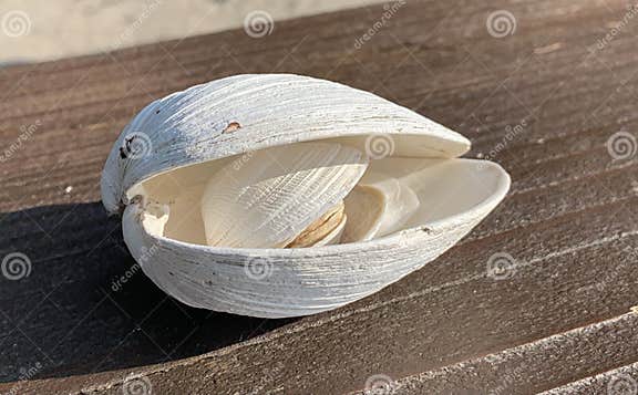 Beautiful Small Seashell Inside a Bigger Shell. Stock Image - Image of ...