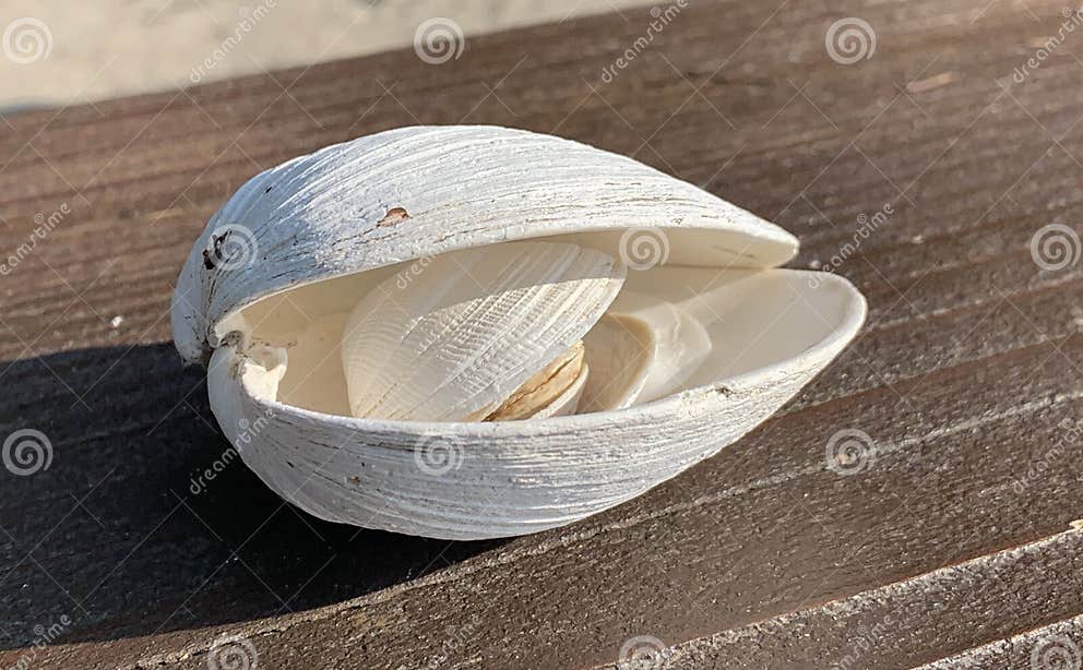 Beautiful Small Seashell Inside a Bigger Shell. Stock Image - Image of ...