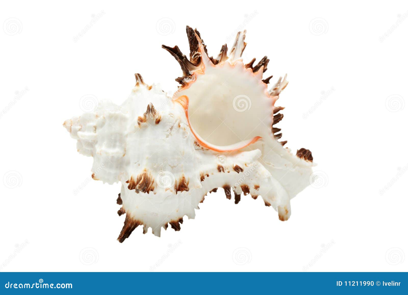 Beautiful Seashell Background Patterns That Are Combined In Many Ways ...