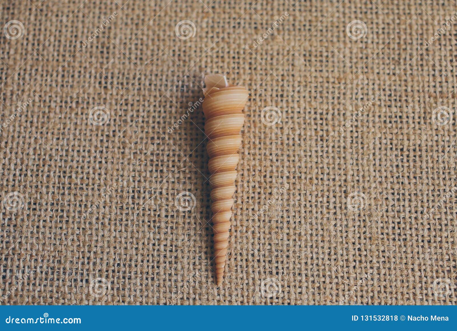 Beautiful Seashell Isolated on Vintage Background. Close Up View of ...