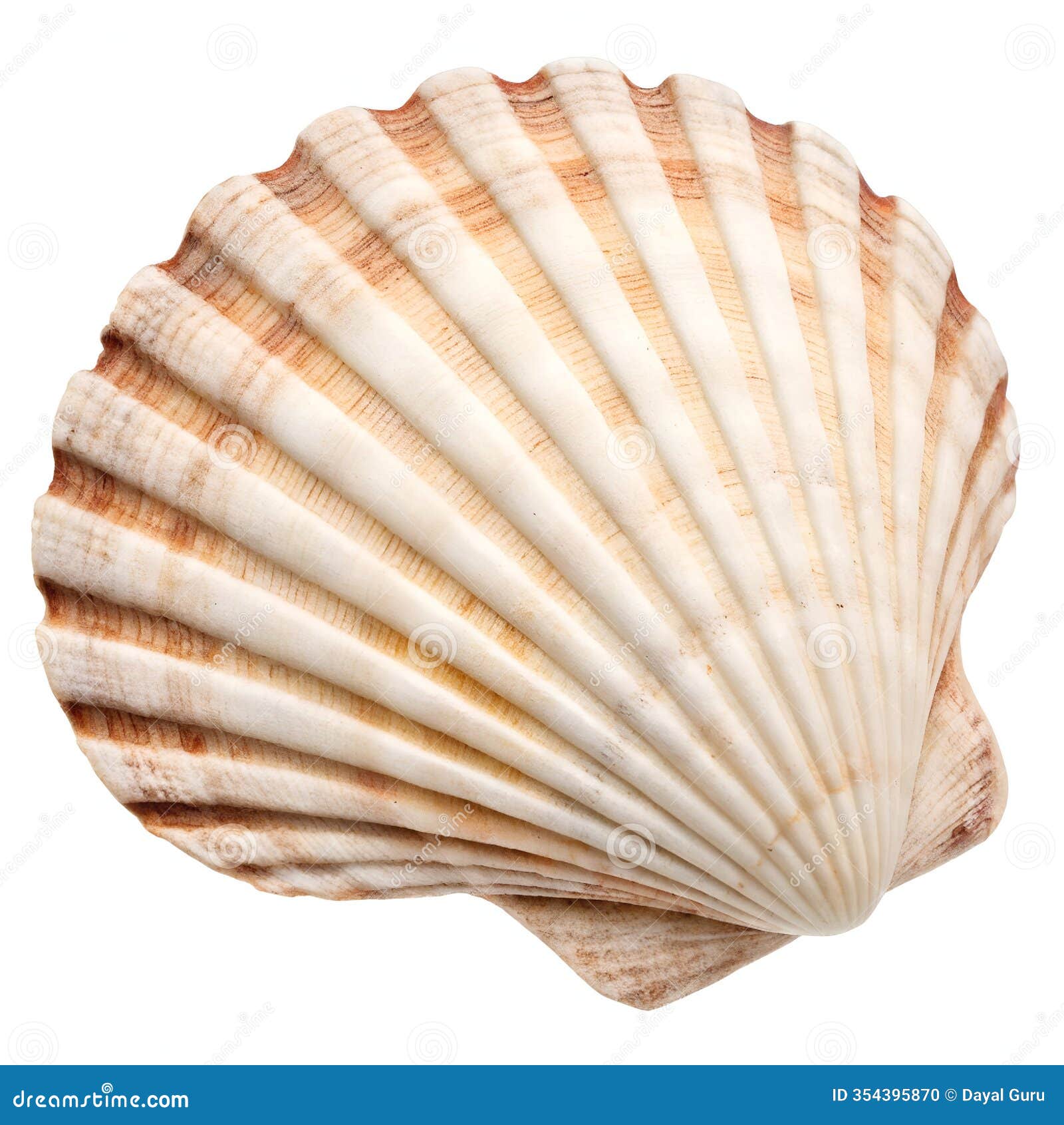 Beautiful Seashell Isolated on White Background Stock Illustration ...
