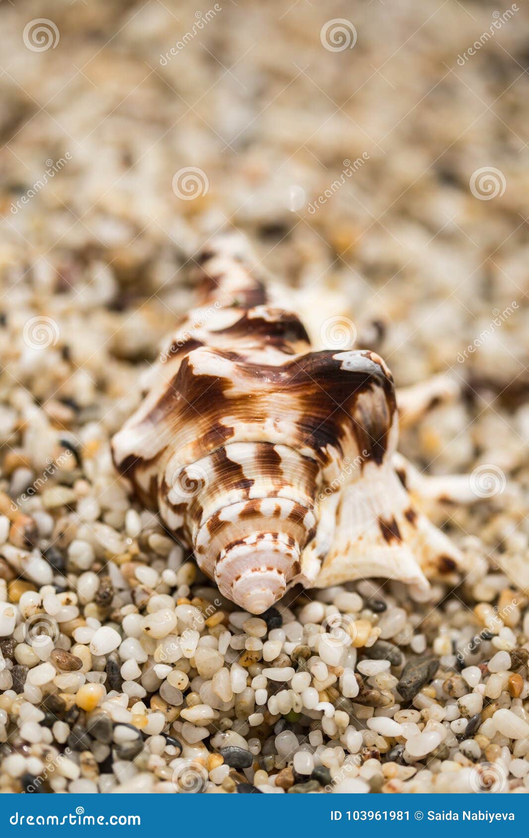 Beautiful Seashell Located on Small Pebble Stock Image - Image of ...