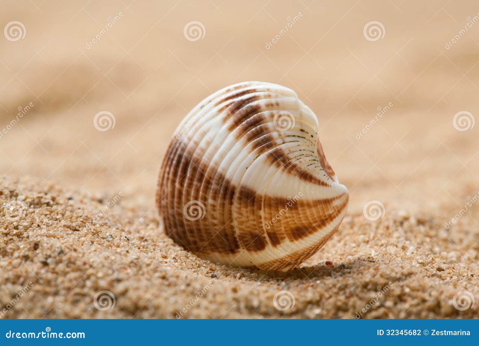 Beautiful seashell stock photo. Image of life, beauty - 32345682