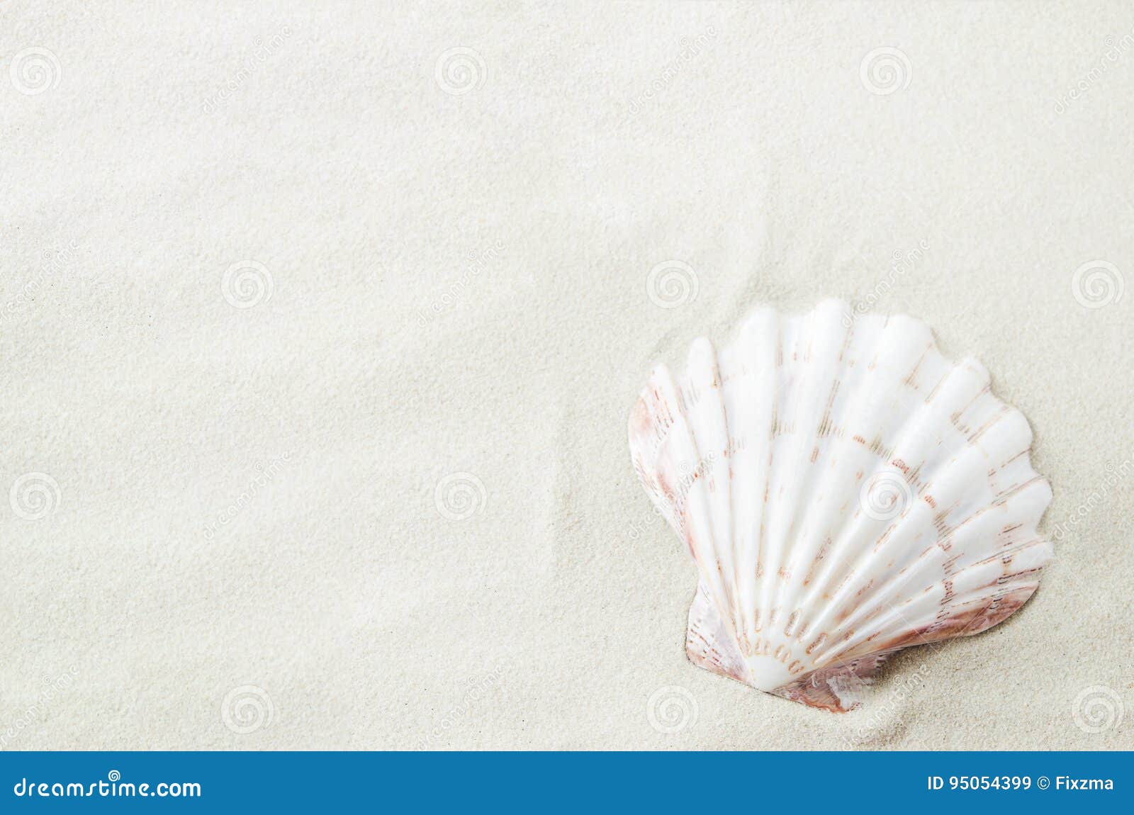 Beautiful Seashell On Blue Wooden Background, Close Up View Of Scallop ...
