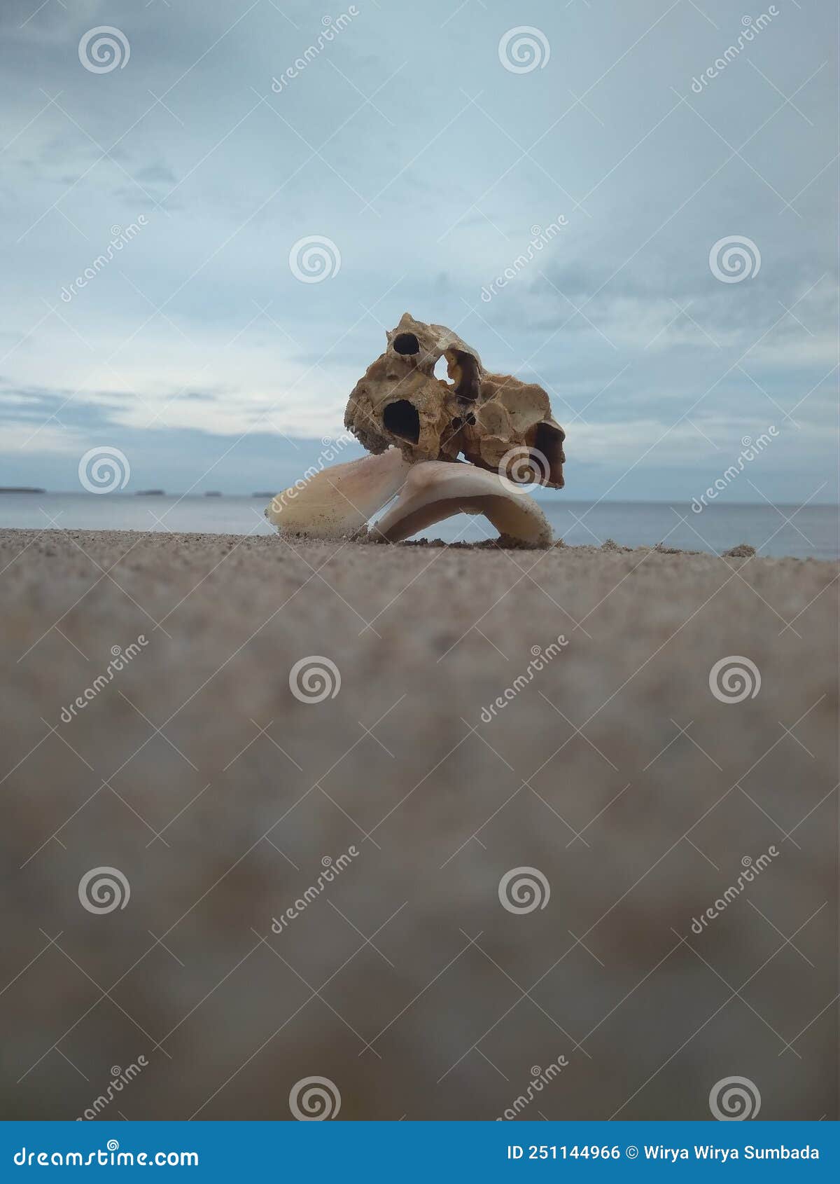 Beautiful Seashells on Borneo Beach with Blue Sky Stock Photo - Image ...