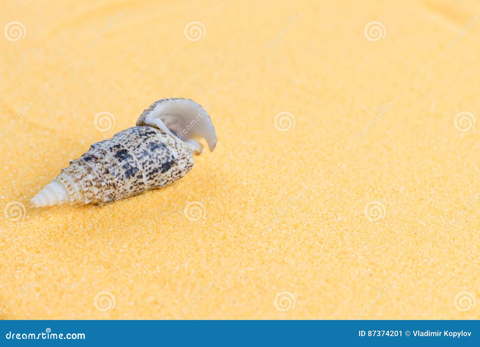 Beautiful Seashells on a Bright Orange Sand. Stock Image - Image of ...