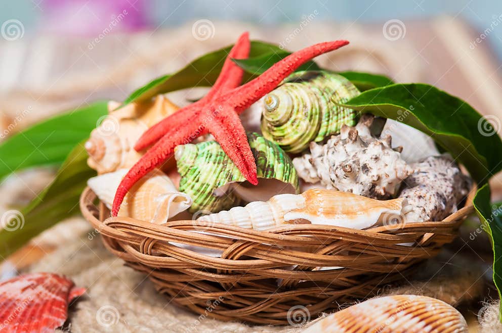 Beautiful Seashells Close-up in a Basket Stock Photo - Image of group ...