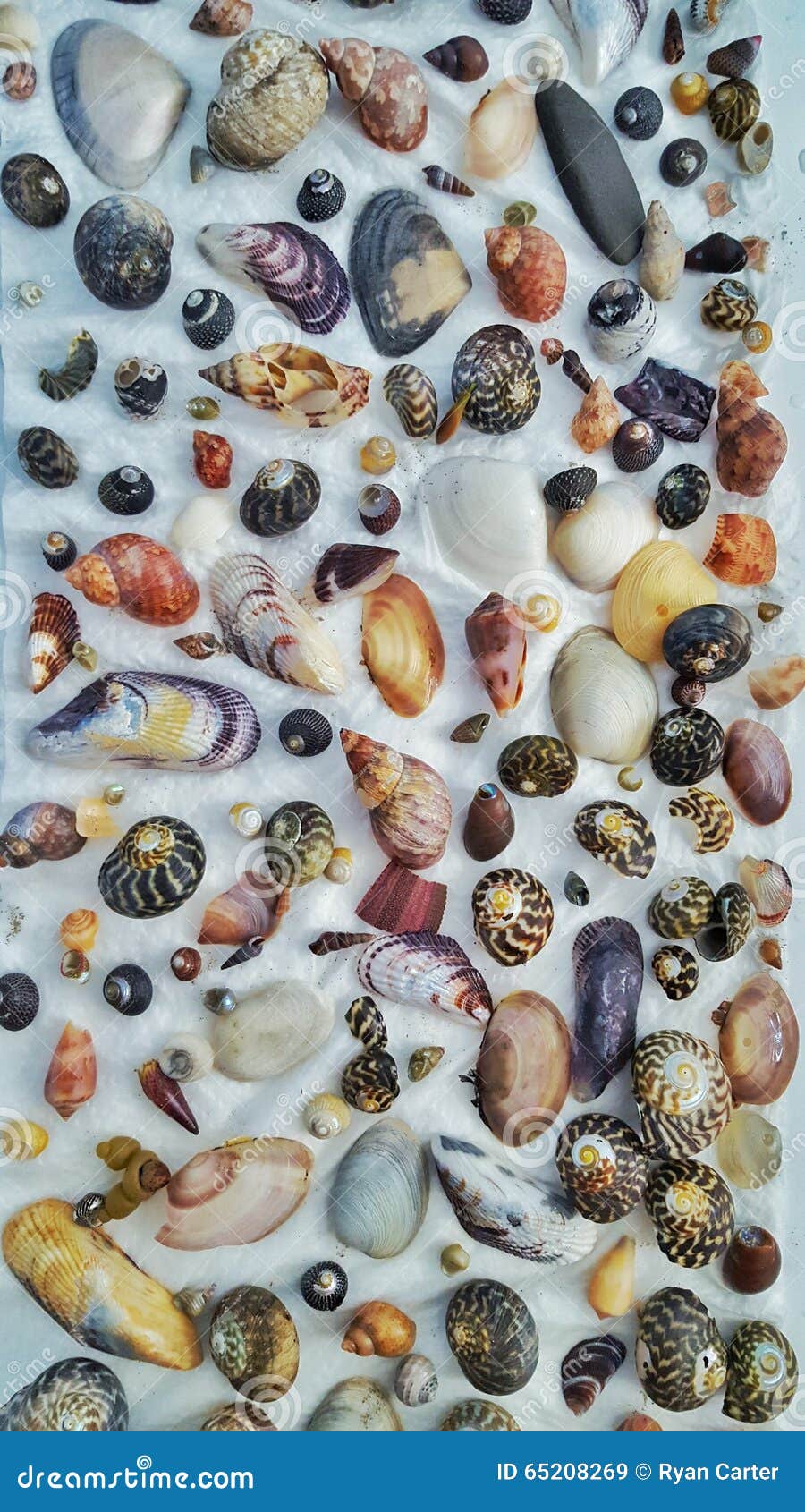 Beautiful Seashells Stock Photo - Image: 65208269