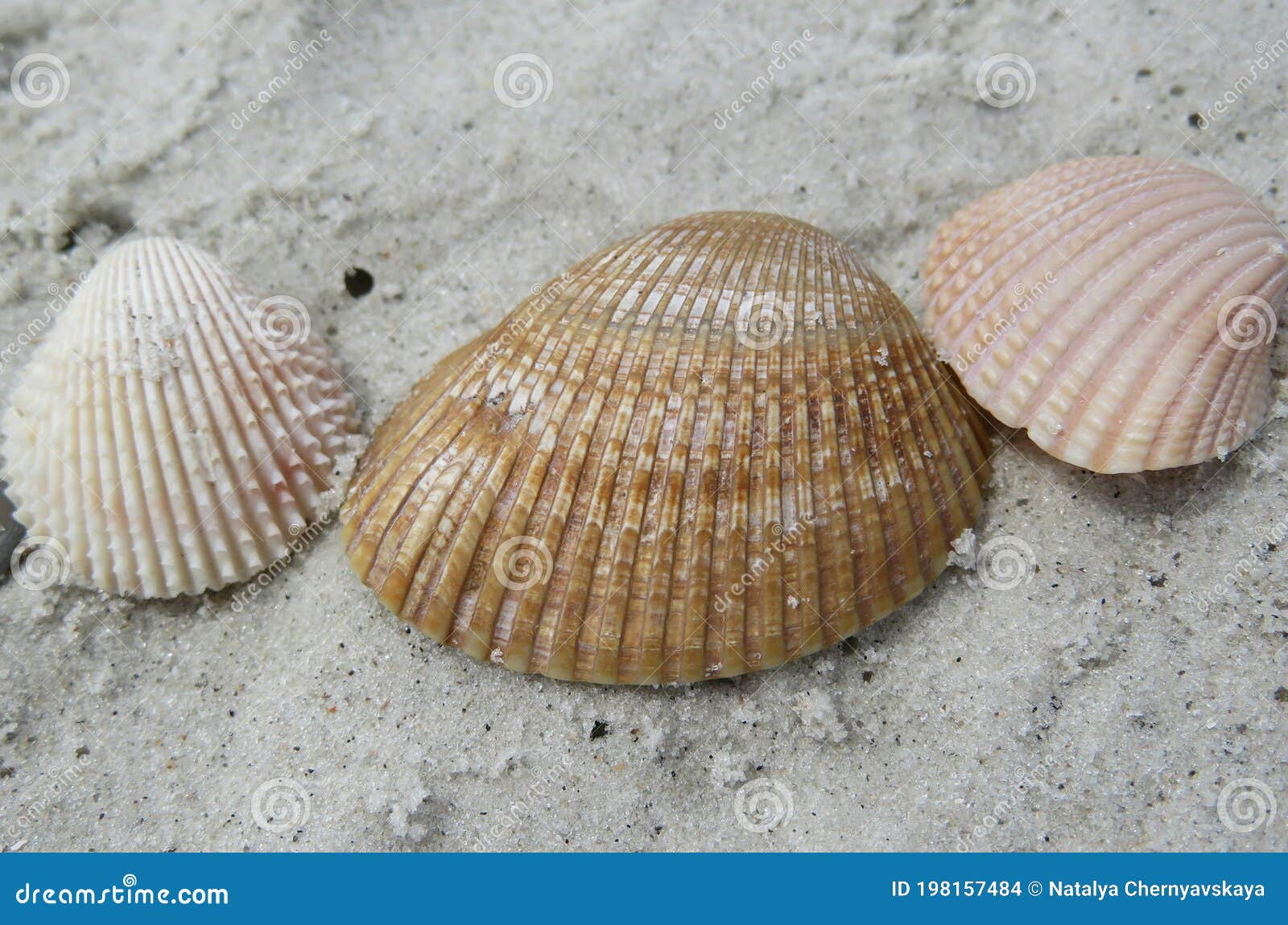 Seashells on the Florida Beach Stock Photo - Image of conch, enjoy ...