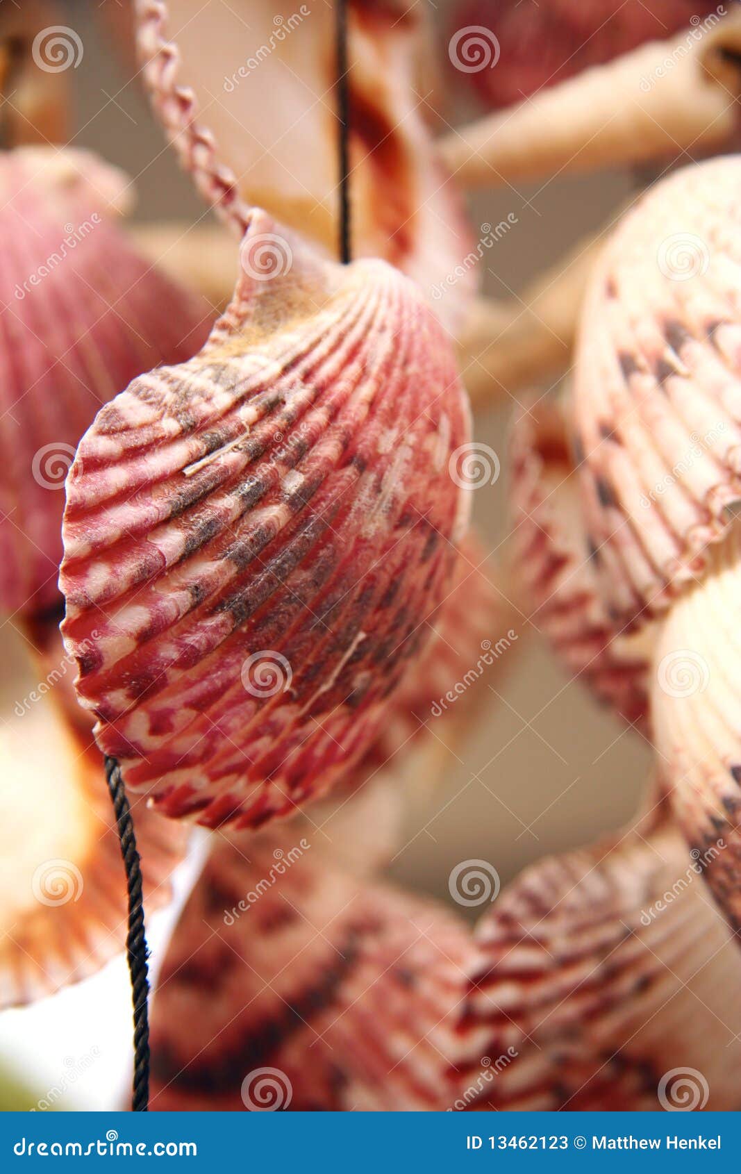 Beautiful Seashells Hanging Stock Image - Image of collection, purple ...