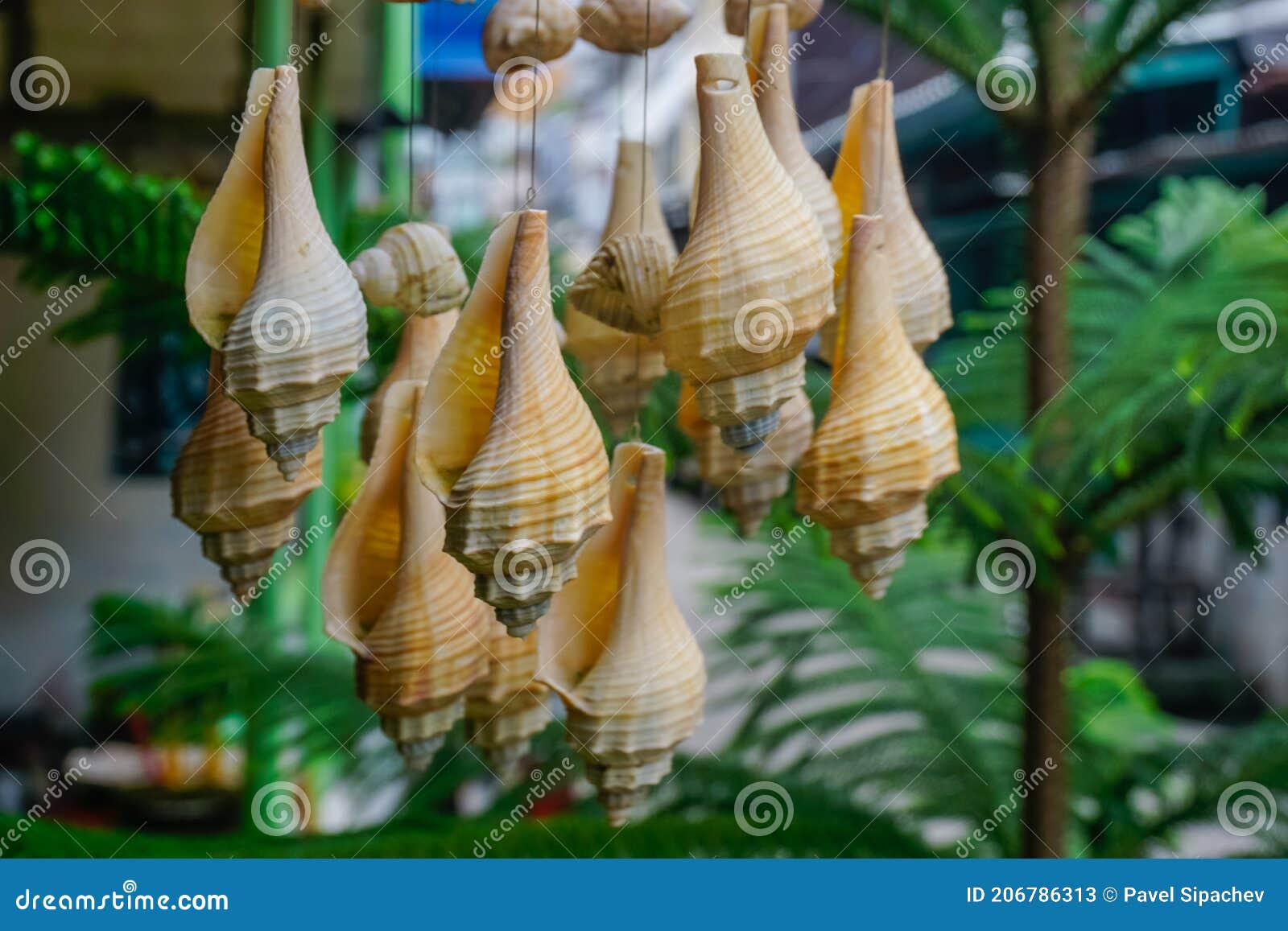 Beautiful Seashells are Hung by a String Stock Image - Image of ...