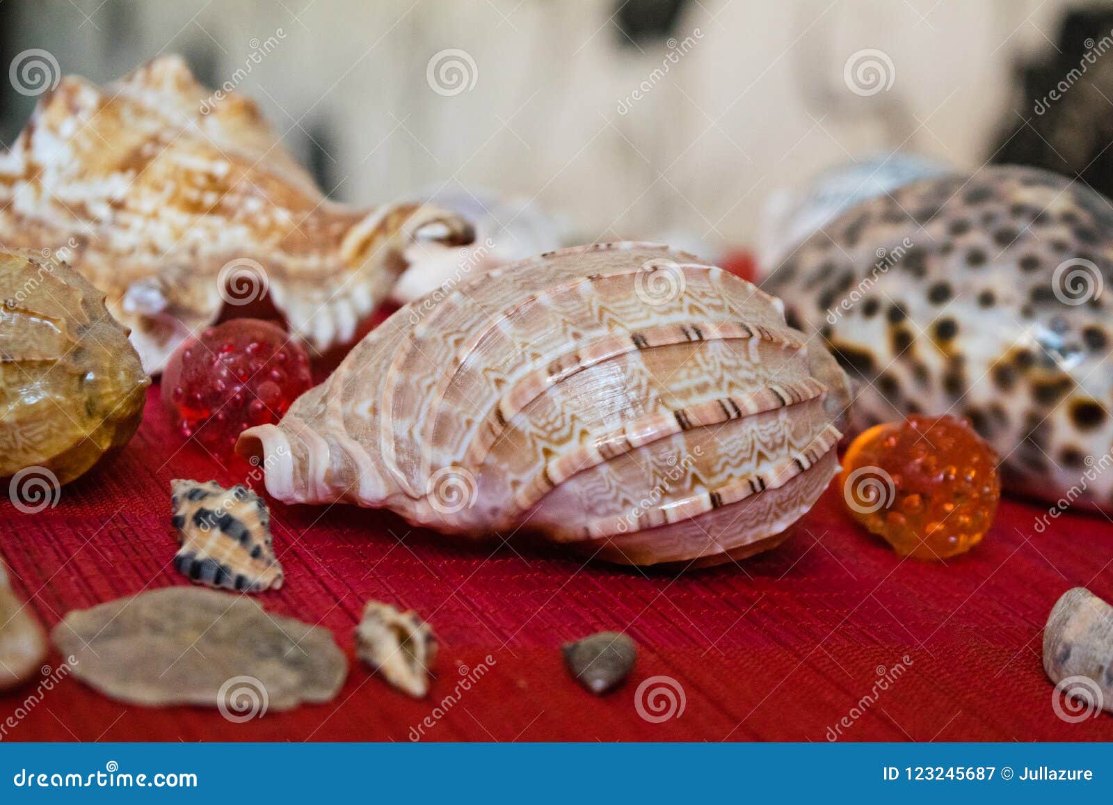 Seashells. Many Different Seashells Piled Together. Macro of Beautiful ...
