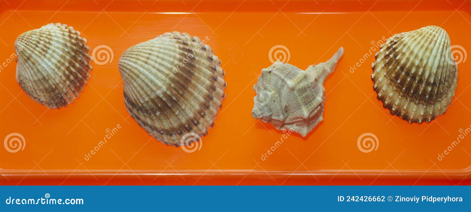 Beautiful Seashells on an Orange Background Stock Photo - Image of ...