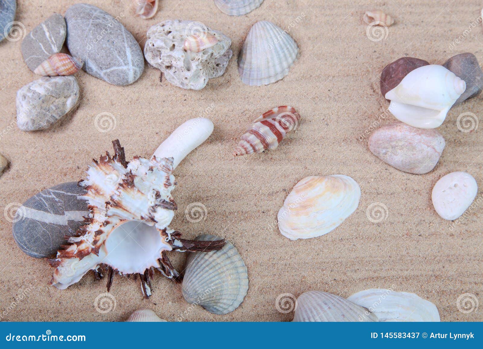 Seashells and Pebbles on the Sand Stock Image - Image of nature, beach ...
