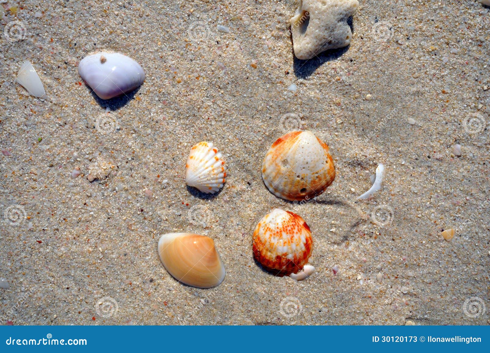 Seashells on the sand stock image. Image of travel, dubai - 30120173