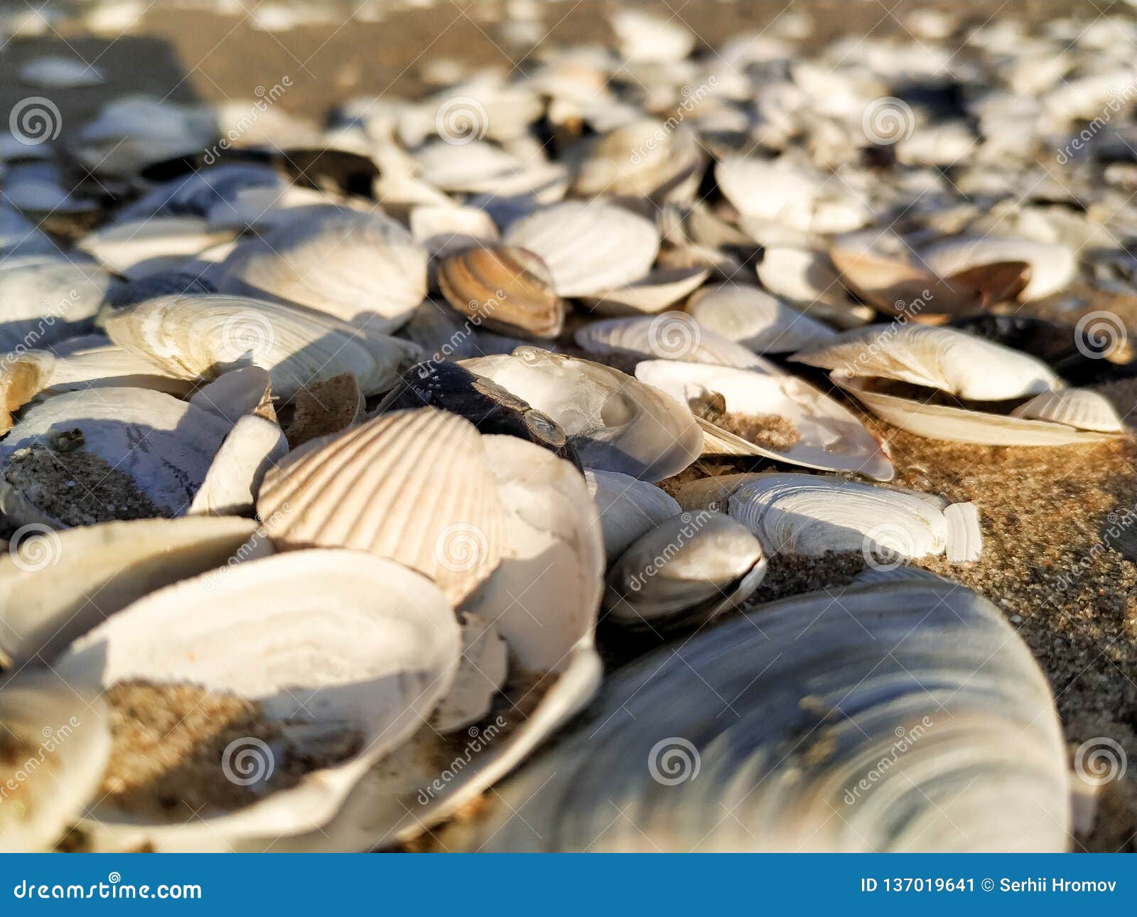 Beautiful Seashells on the Seashore Stock Image - Image of seashell ...