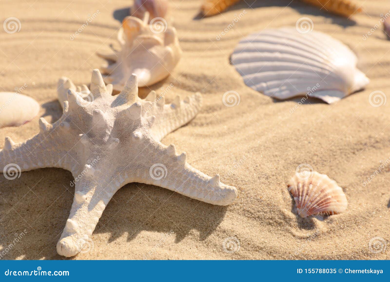 Beautiful Seashells and Starfish on Beach Stock Image - Image of ...