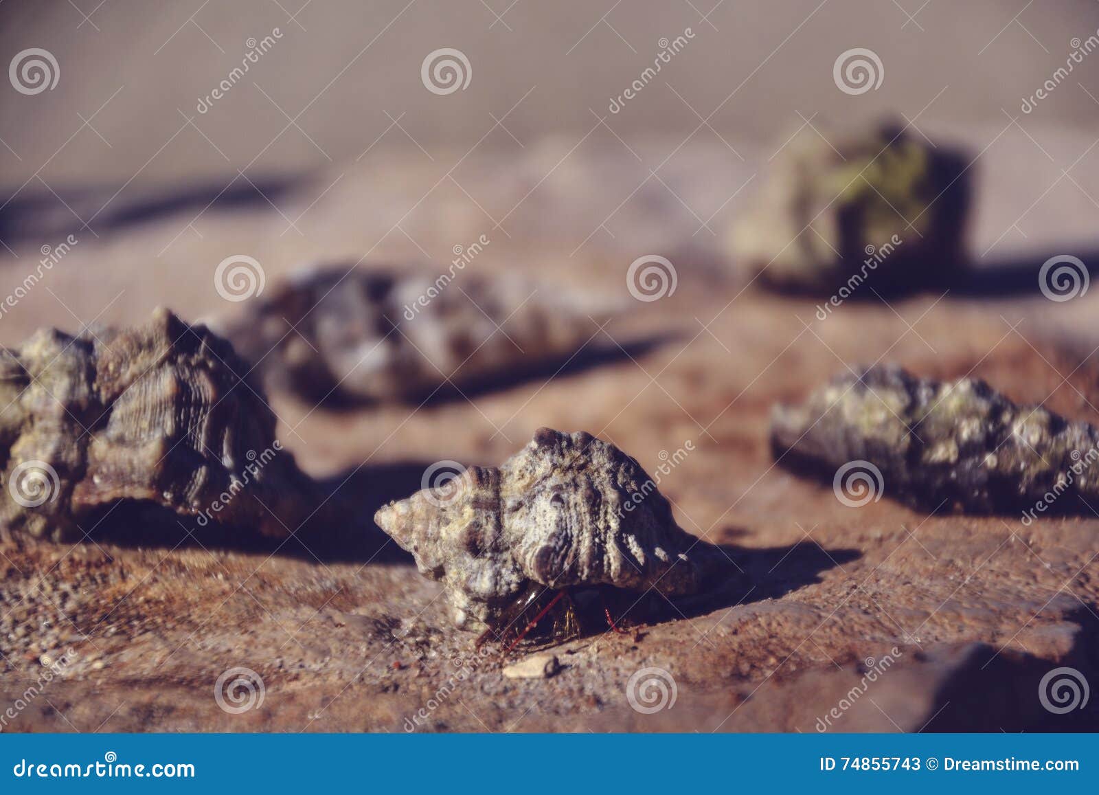 Beautiful Seashells on the Stone Floor. Background with Different ...