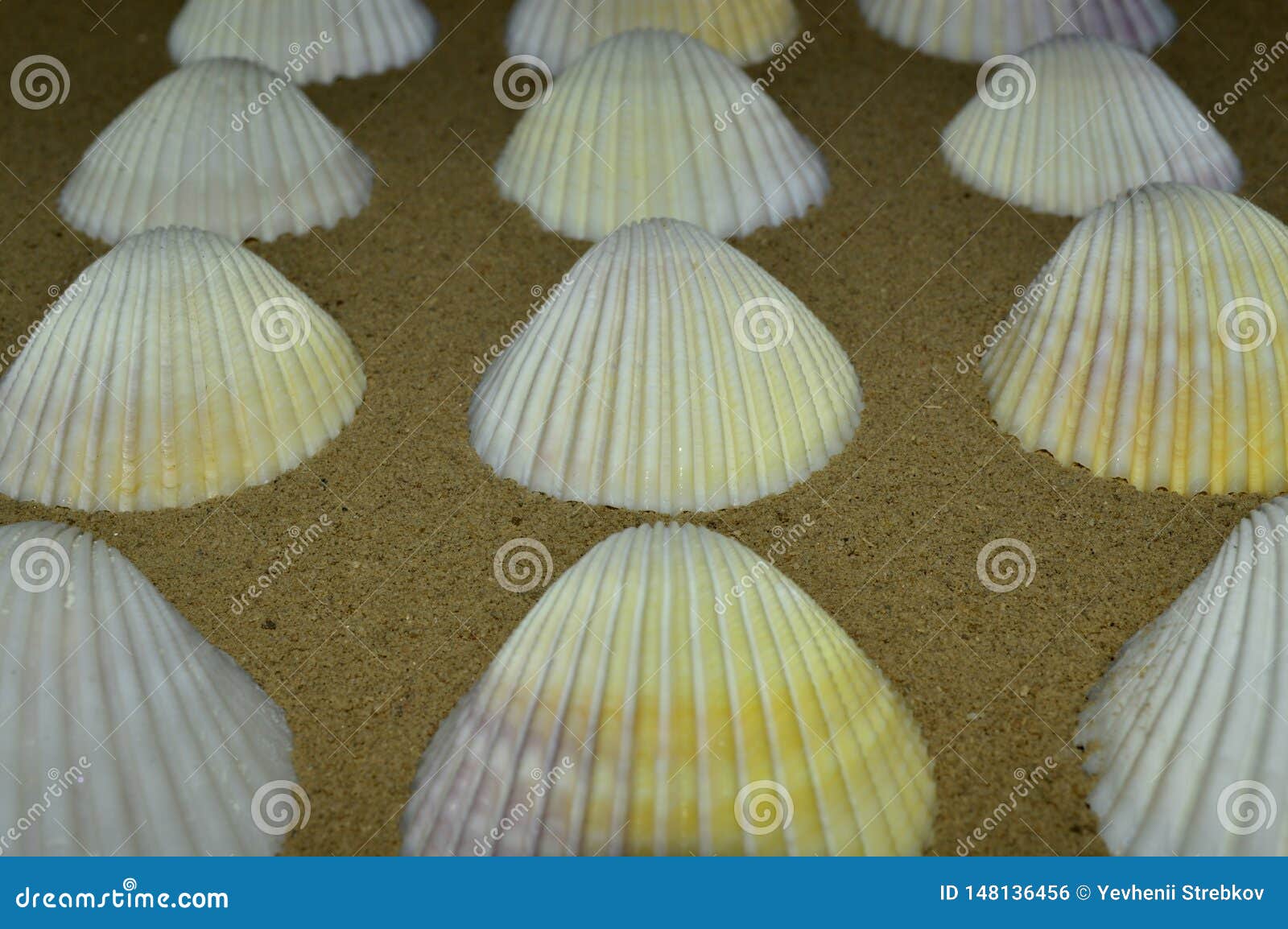 Beautiful Seashells on Textured Sand Stock Photo - Image of seashells ...