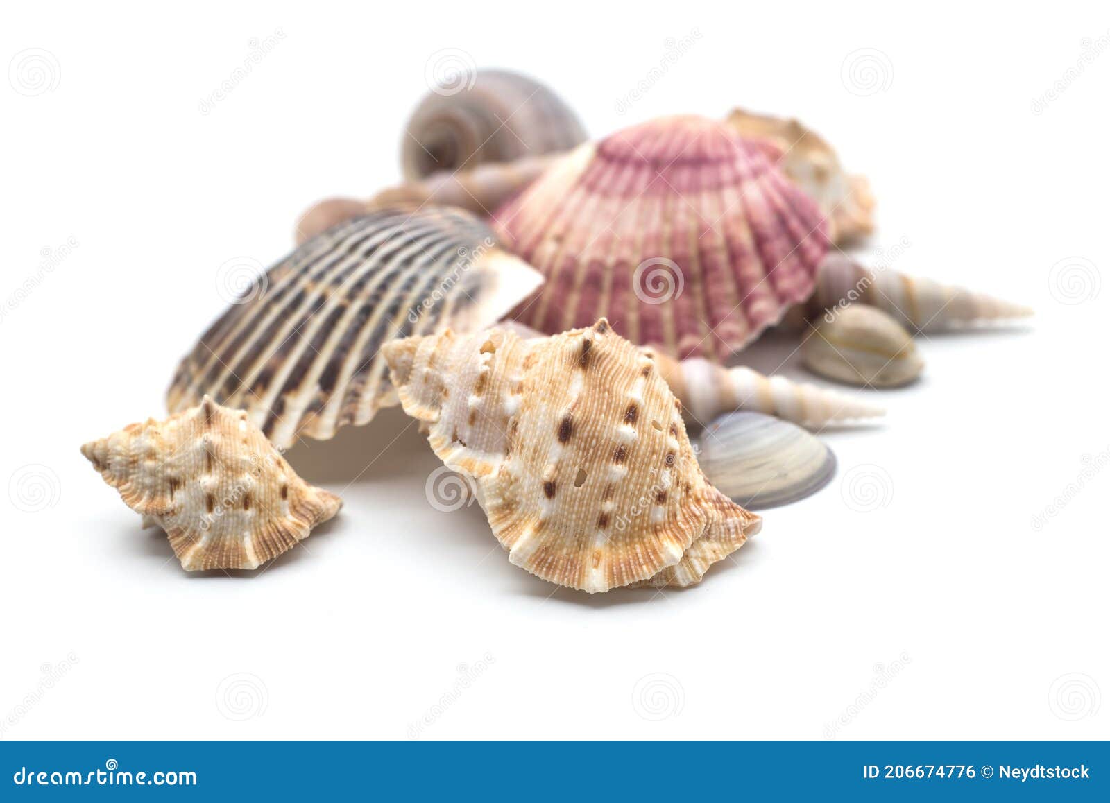 Beautiful Seashells on White Background Stock Photo - Image of empty ...