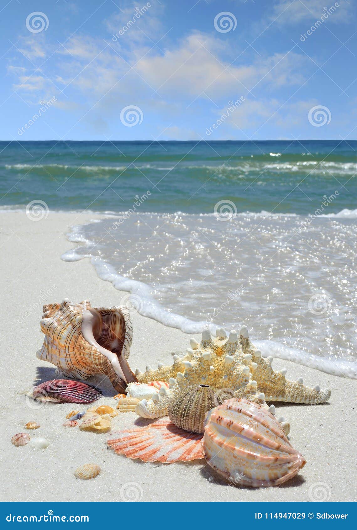 Seashells on a White Sand Beach As the Waves Wash in Stock Image ...
