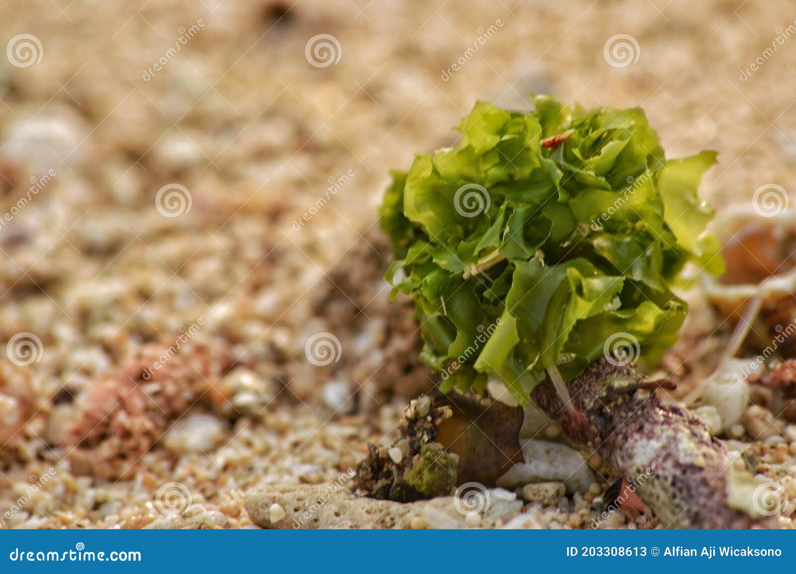 Beautiful Seaweed on the Beach Stock Image - Image of beautiful ...