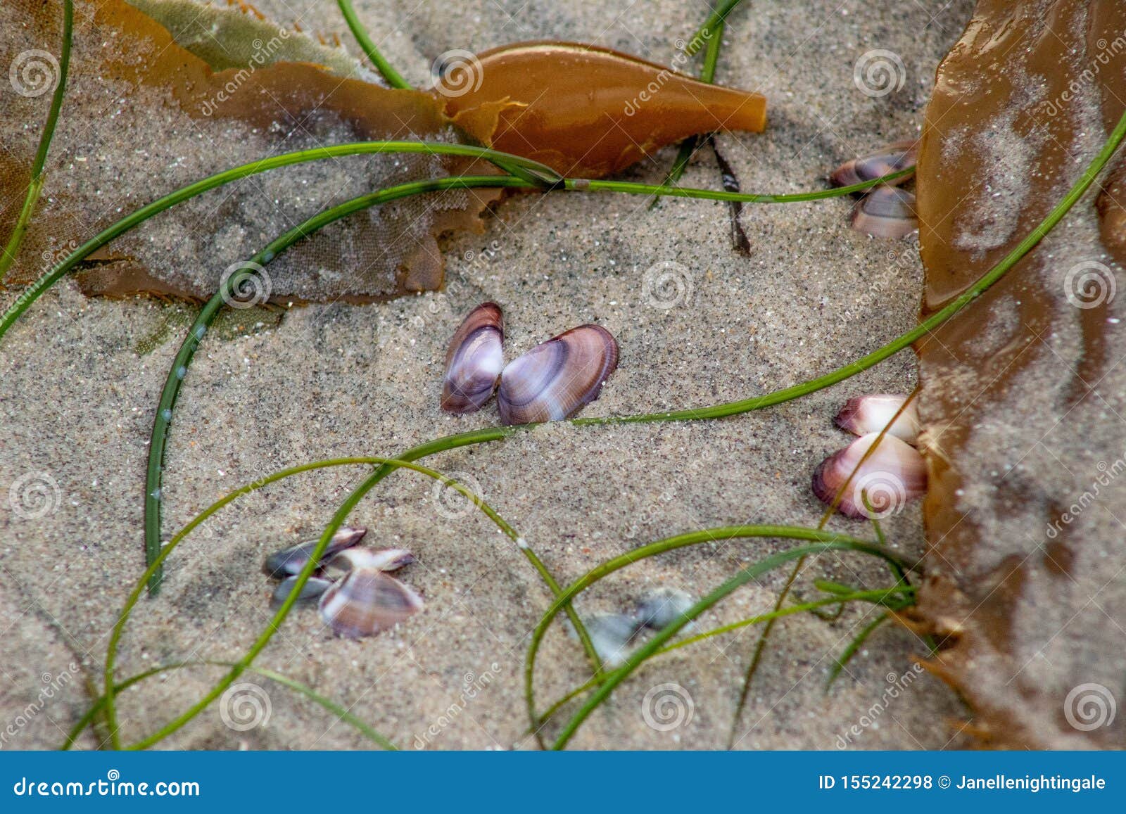 Seaweed and Shells on the Beach Stock Photo - Image of california ...