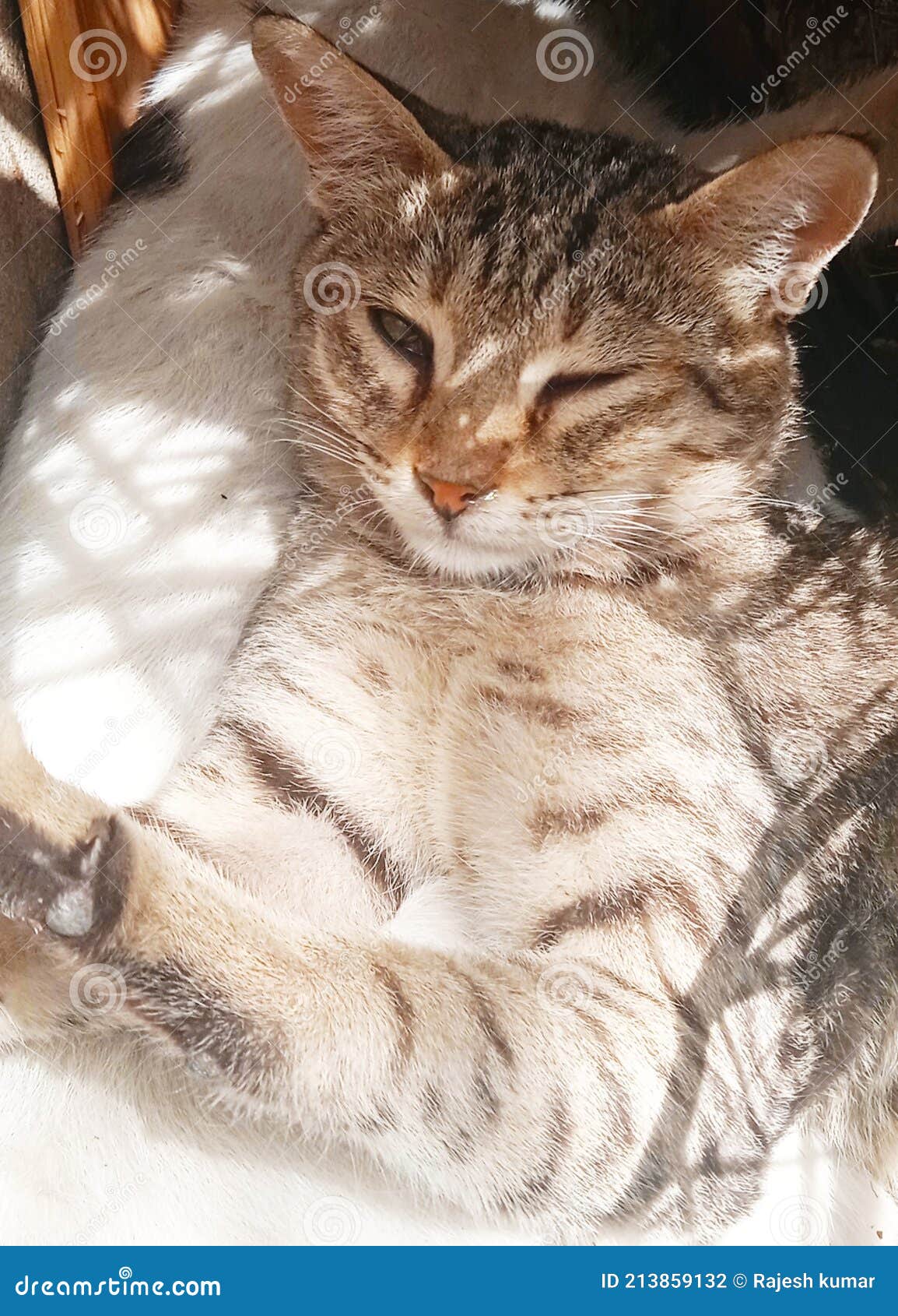 13,843 Cat Trees Photos - Free & Royalty-Free Stock Photos from Dreamstime