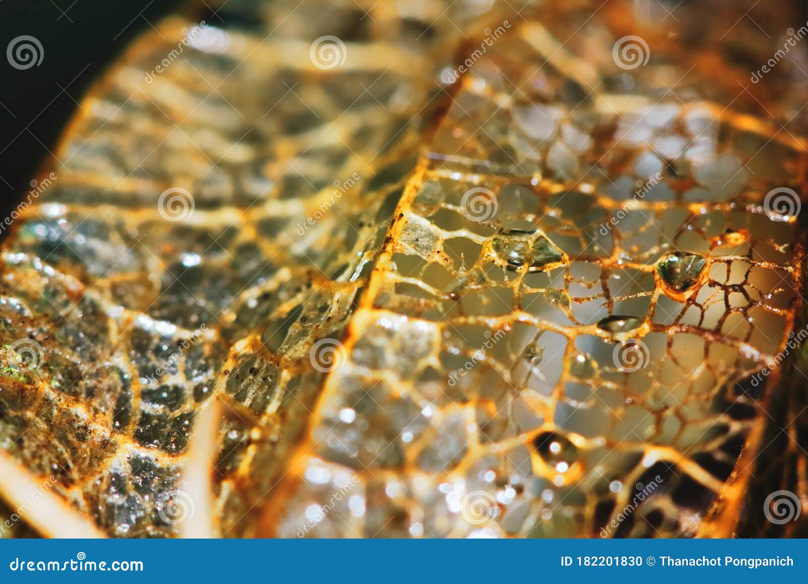 Seed Shell in Close Up for Beautiful Nature Background Stock Photo ...