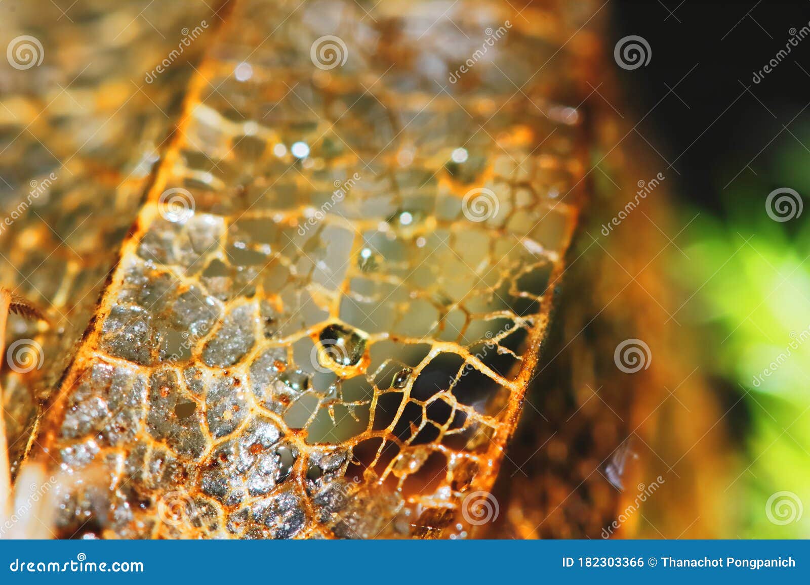 Seed Shell in Close Up for Beautiful Nature Background Stock Photo ...