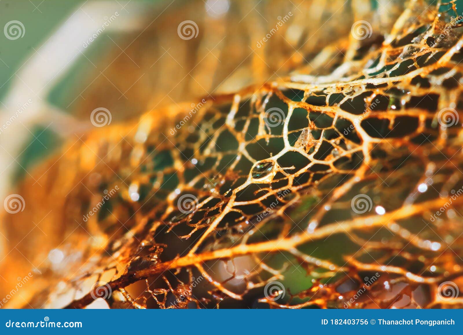 Seed Shell in Close Up for Beautiful Nature Background Stock Photo ...