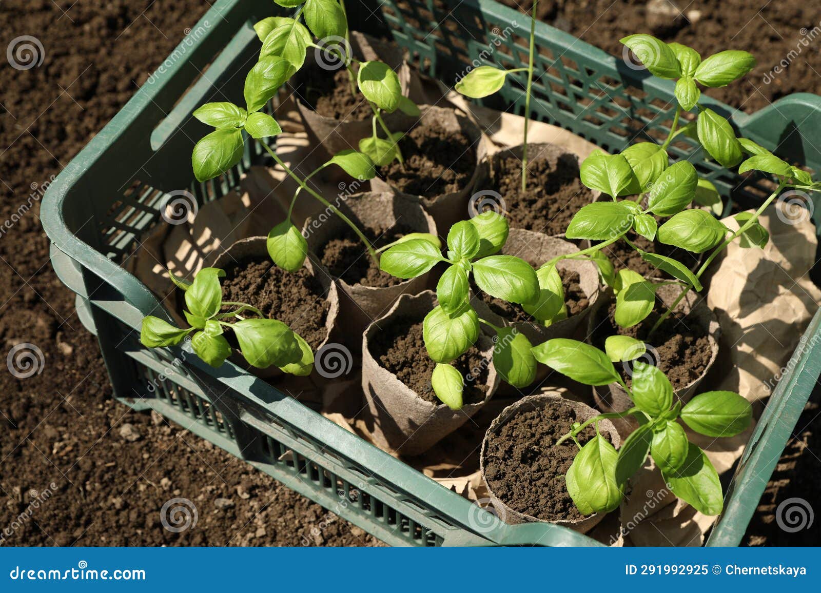 Beautiful Seedlings in Crate on Ground Outdoors Stock Image - Image of ...